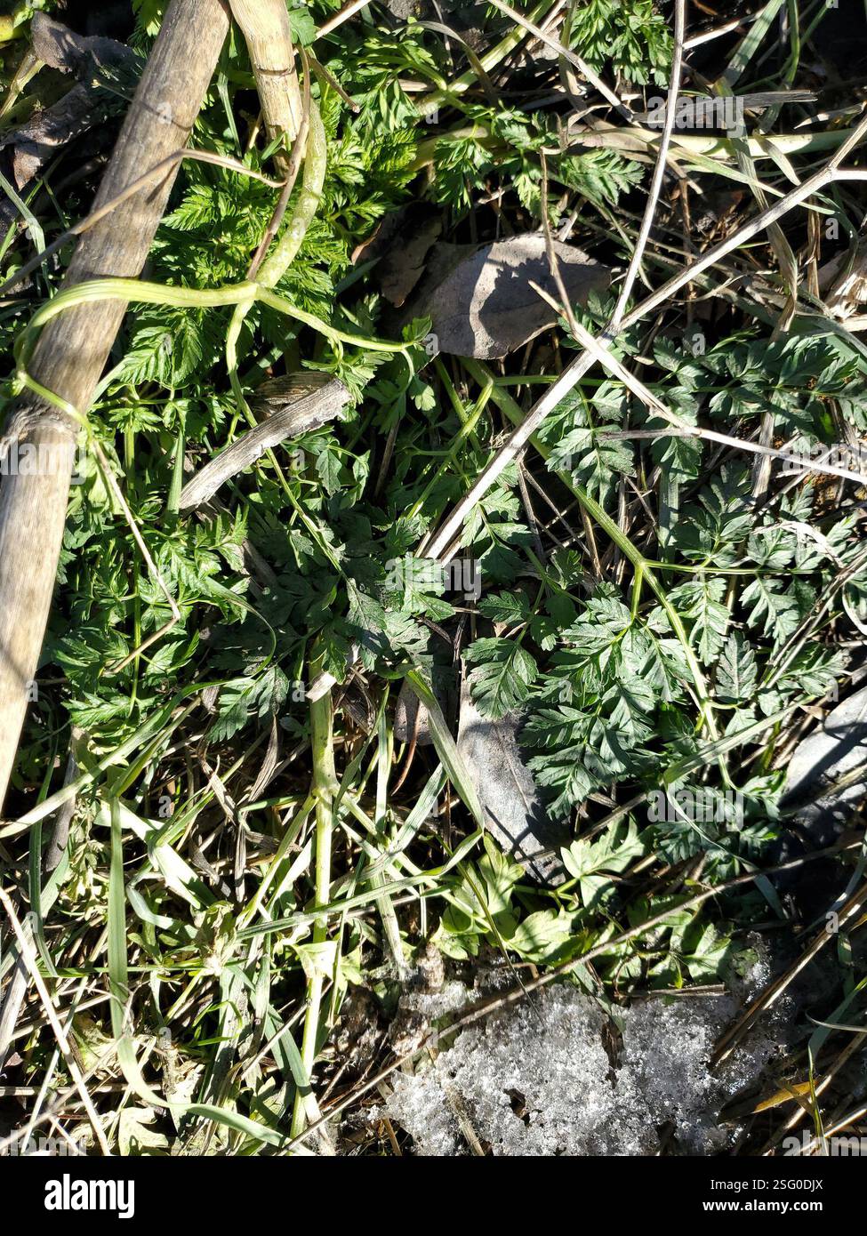 poison hemlock (Conium maculatum), Plantae, Cascade, Montana, United ...