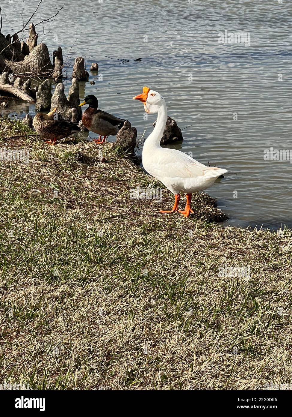 Domestic Swan Goose (Anser cygnoides domesticus), Aves, Resoft County ...
