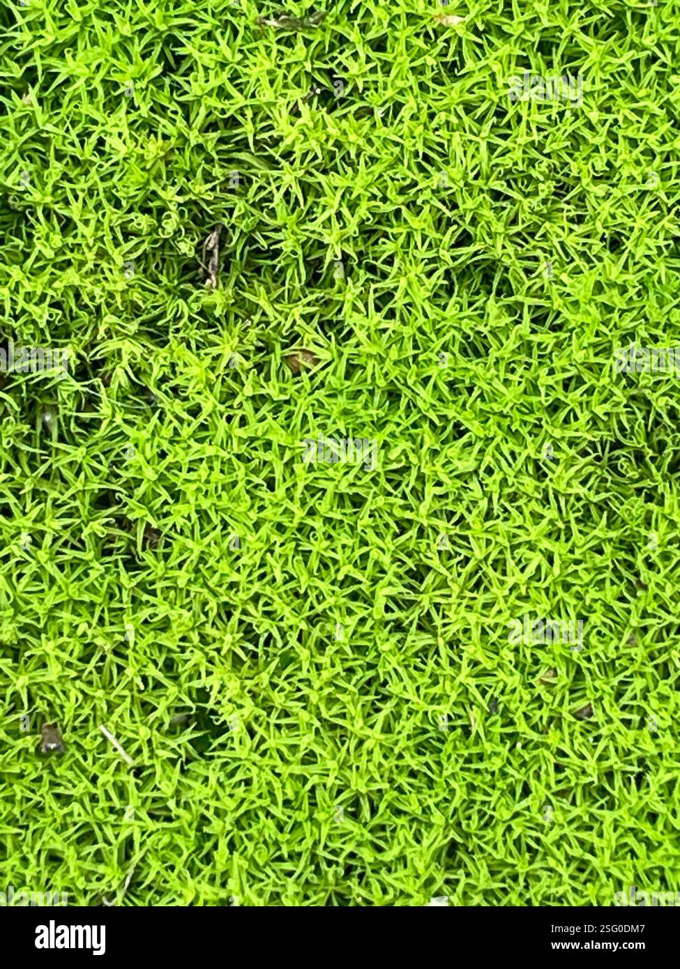 Green-tufted Stubble Moss (Weissia controversa), Plantae, Centaur Blvd ...