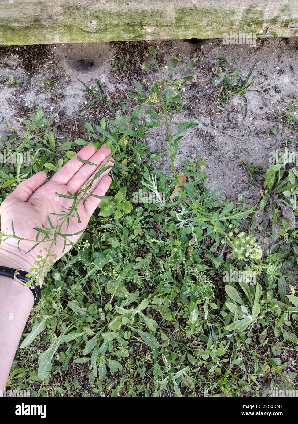 Virginia pepperweed (Lepidium virginicum), Plantae, Flagler County, US ...