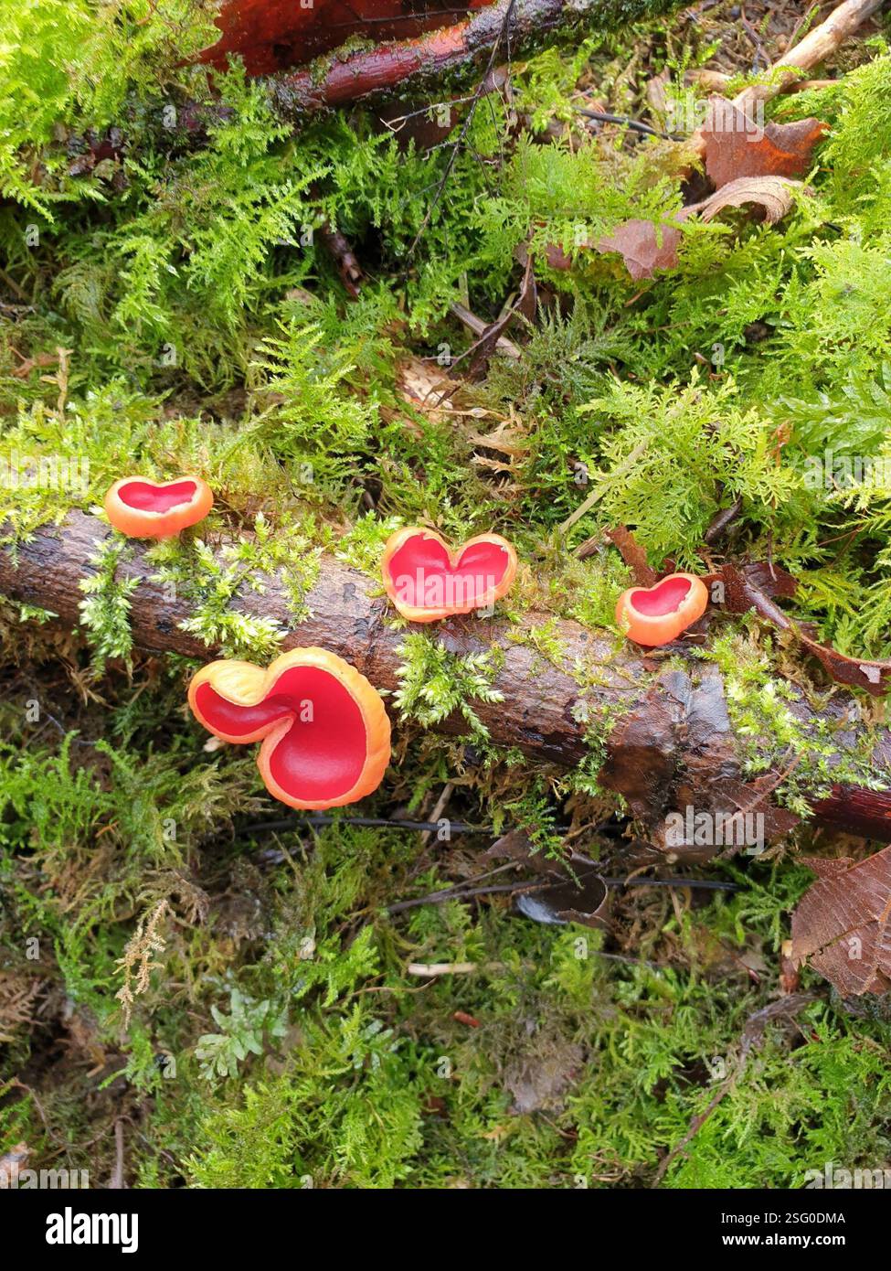 Elf Cups (Sarcoscypha), Fungi, Tynron, Thornhill DG3 4LD, UK Stock ...