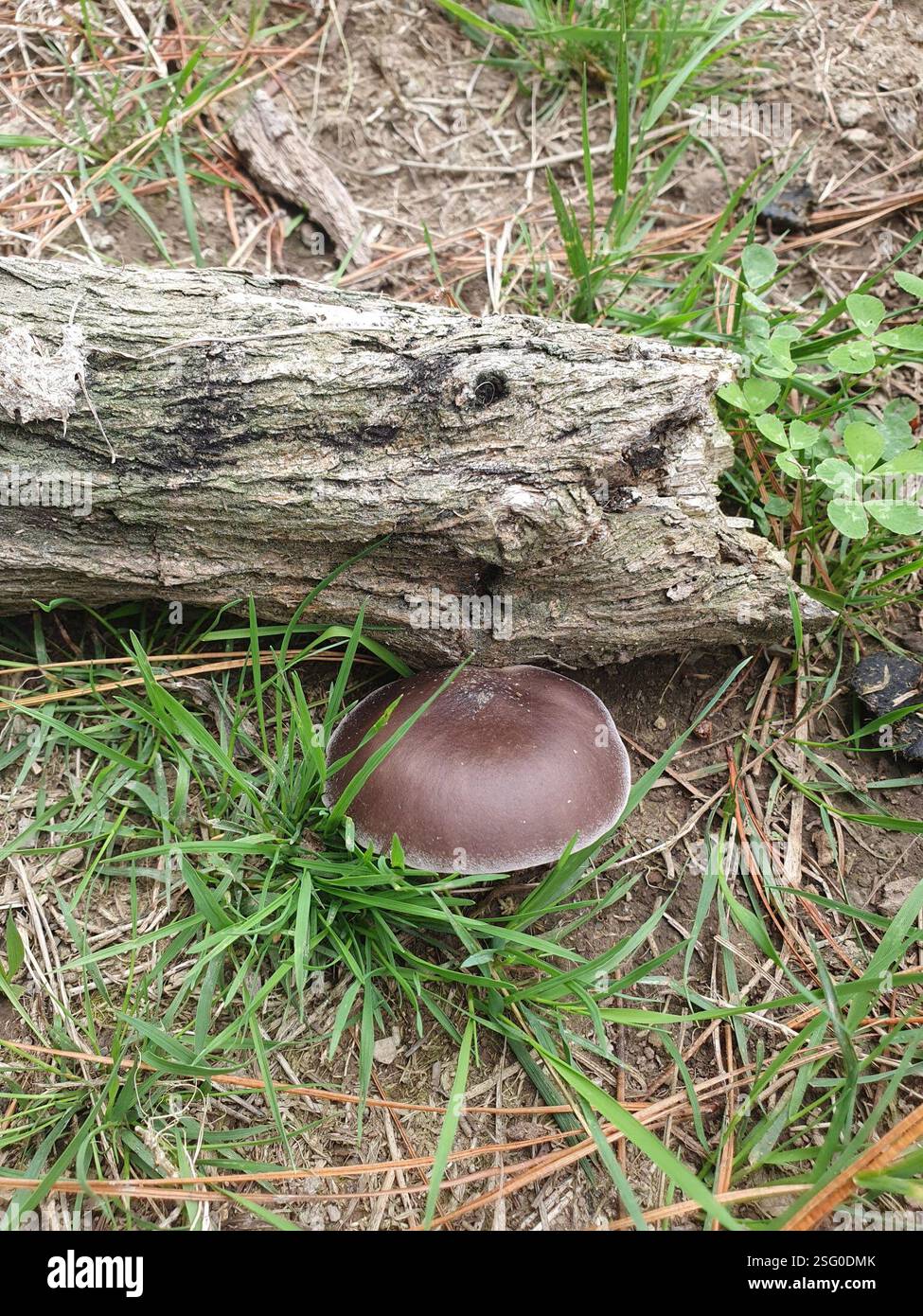 Brown Oyster Mushroom (Pleurotus australis), Fungi, Mākara, Wellington ...