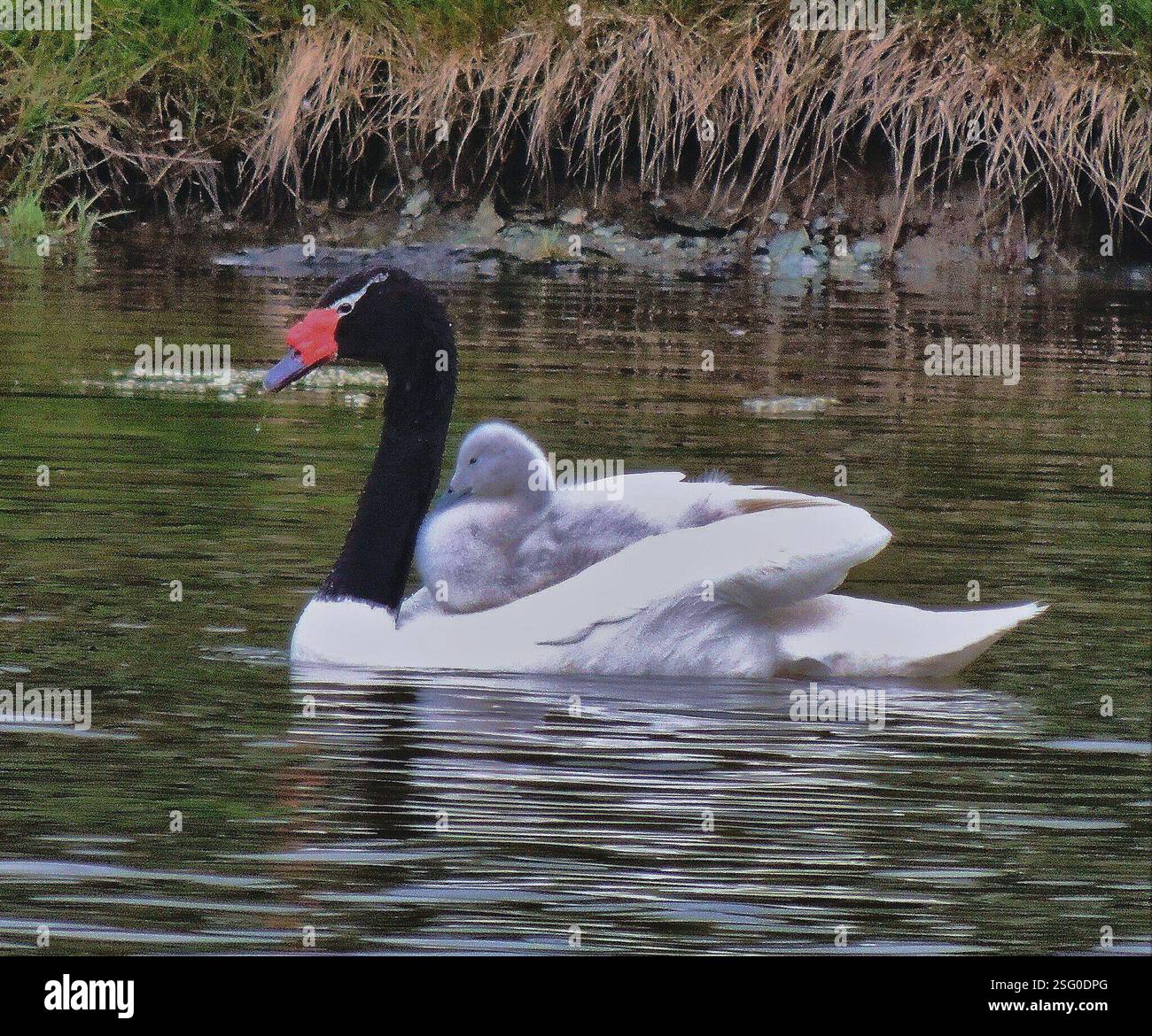 Black-necked Swan (Cygnus melancoryphus), Aves, Ushuaia, Tierra del ...