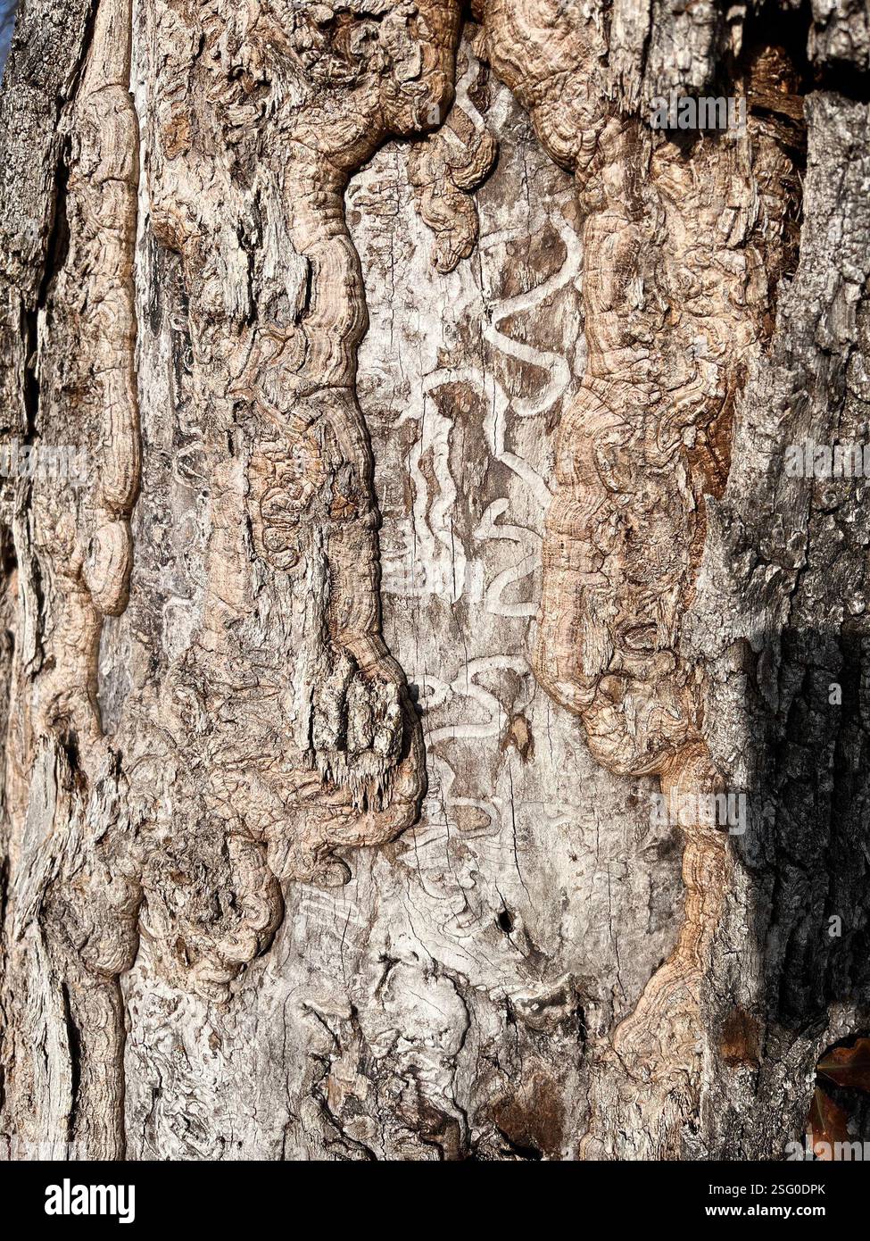 Emerald Ash Borer (Agrilus planipennis), Insecta, Bob O Link Dr ...