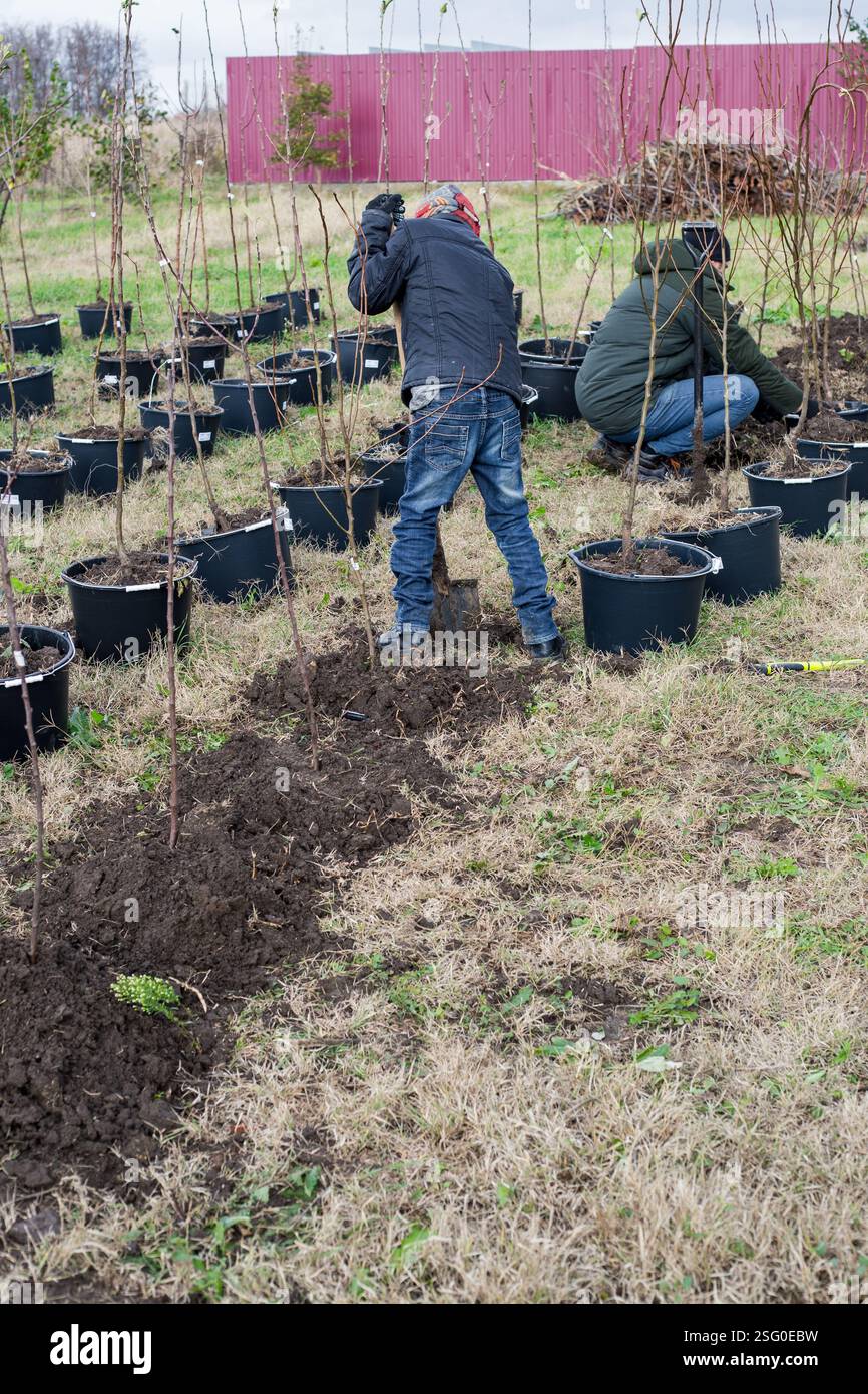 Farmers plant fruit tree seedlings in containers for growing and ...