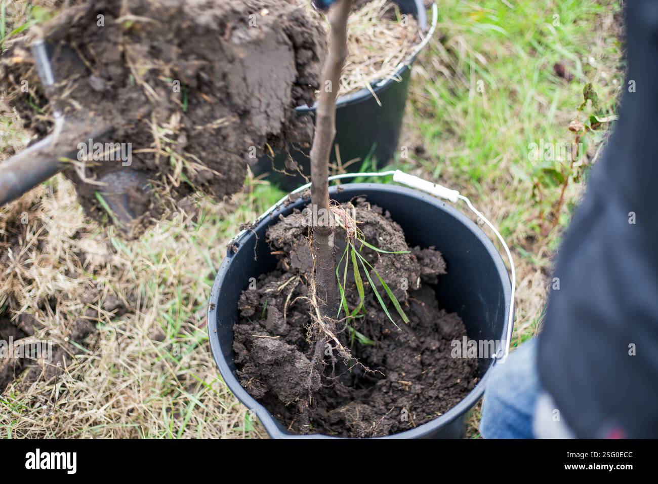 Planting fruit tree seedlings in containers for growing and selling ...
