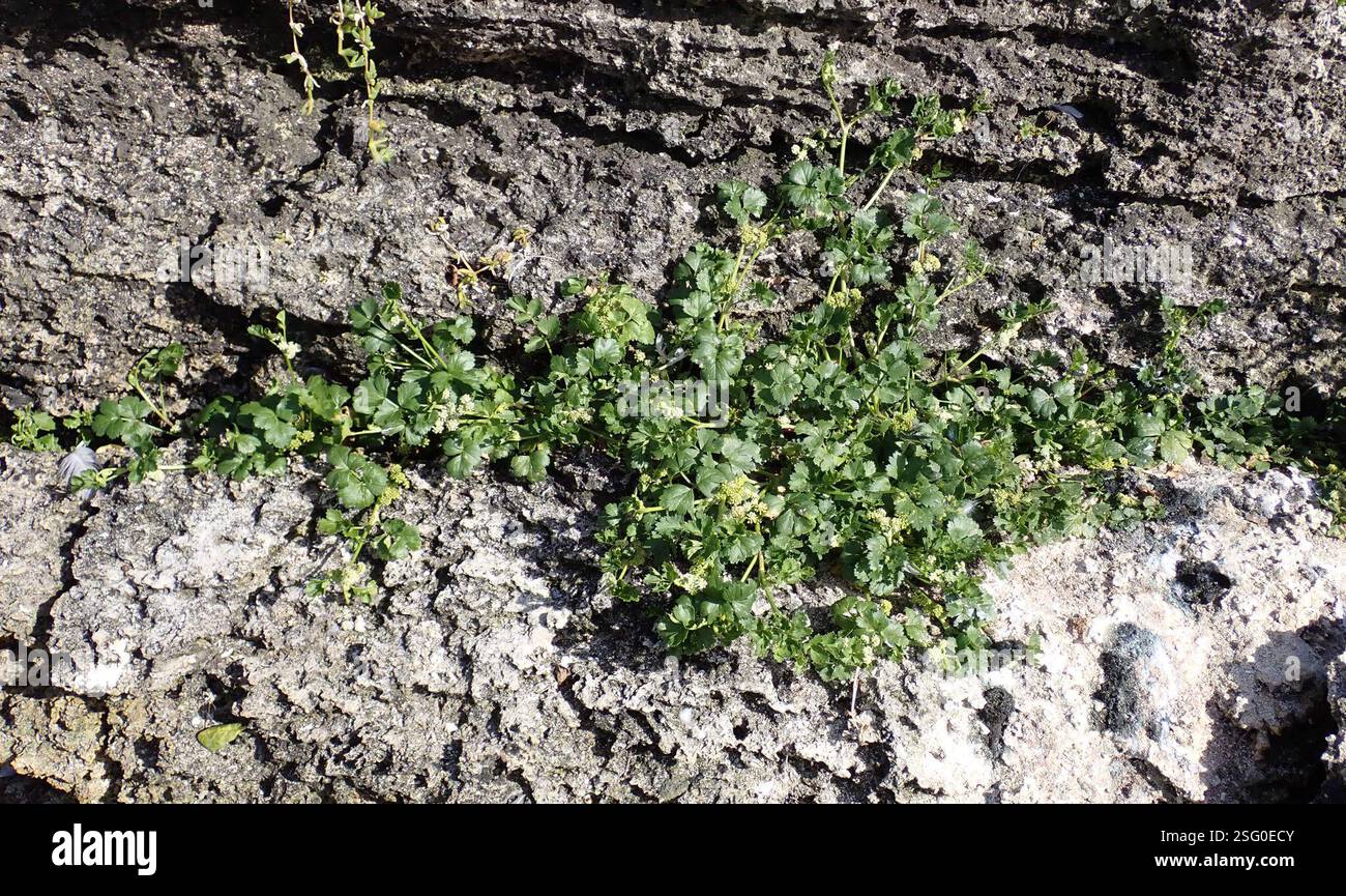 (Apium prostratum denticulatum), Plantae, Waitangi, NZ-CI, NZ, Common ...