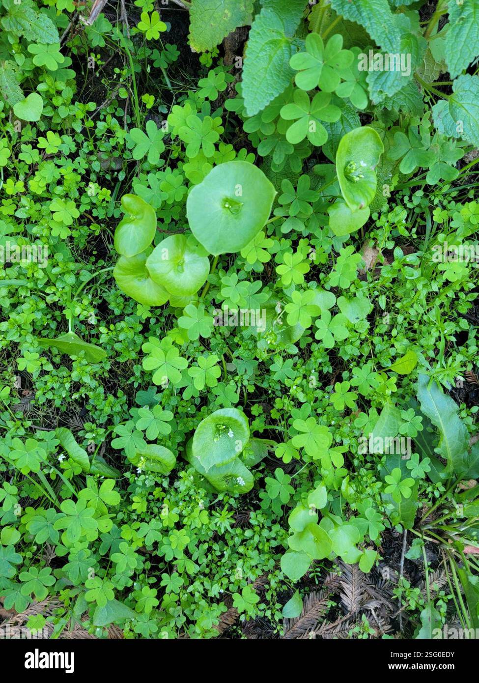 spring beauties (Claytonia), Plantae, McWay Waterfall Trailhead Stock ...
