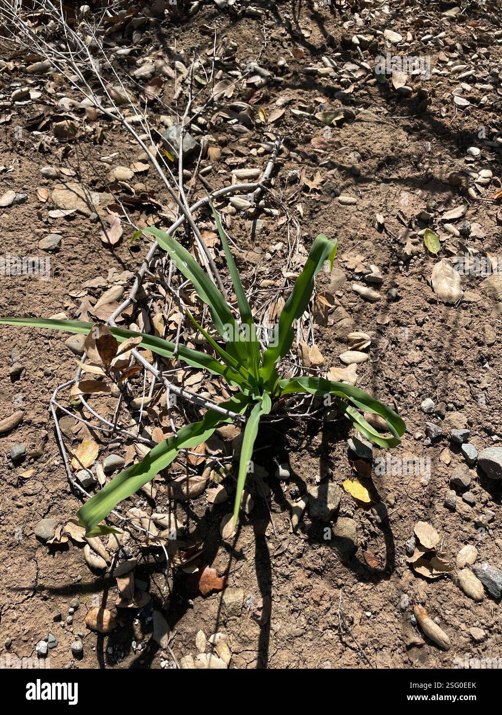 wavy-leafed soap plant (Chlorogalum pomeridianum), Plantae, Almaden ...