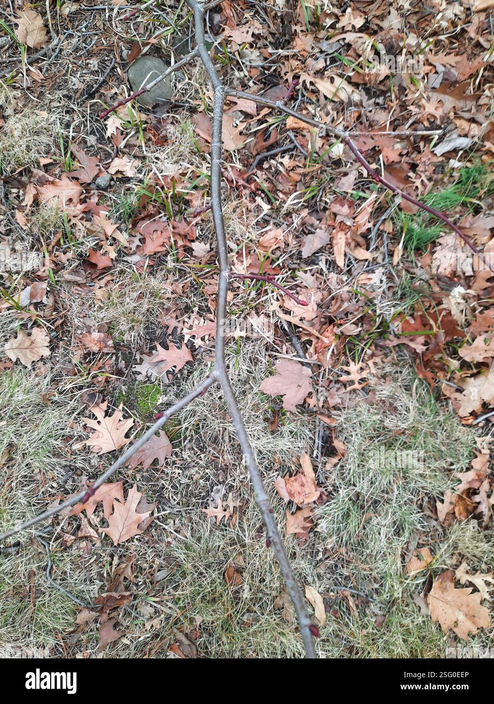 basswood (Tilia americana), Plantae, Mertz Library, The Bronx, NY, USA ...