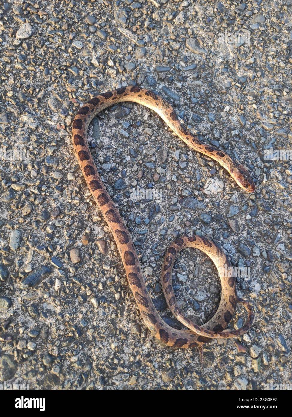 Rhombic Cat-eyed Snake (Leptodeira rhombifera), Reptilia, 47CX+3PP ...