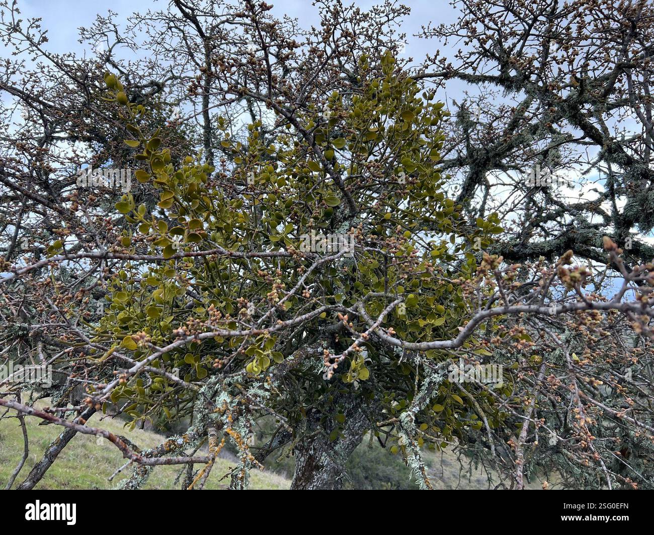 oak mistletoe (Phoradendron villosum), Plantae, Adelaida, Paso Robles ...