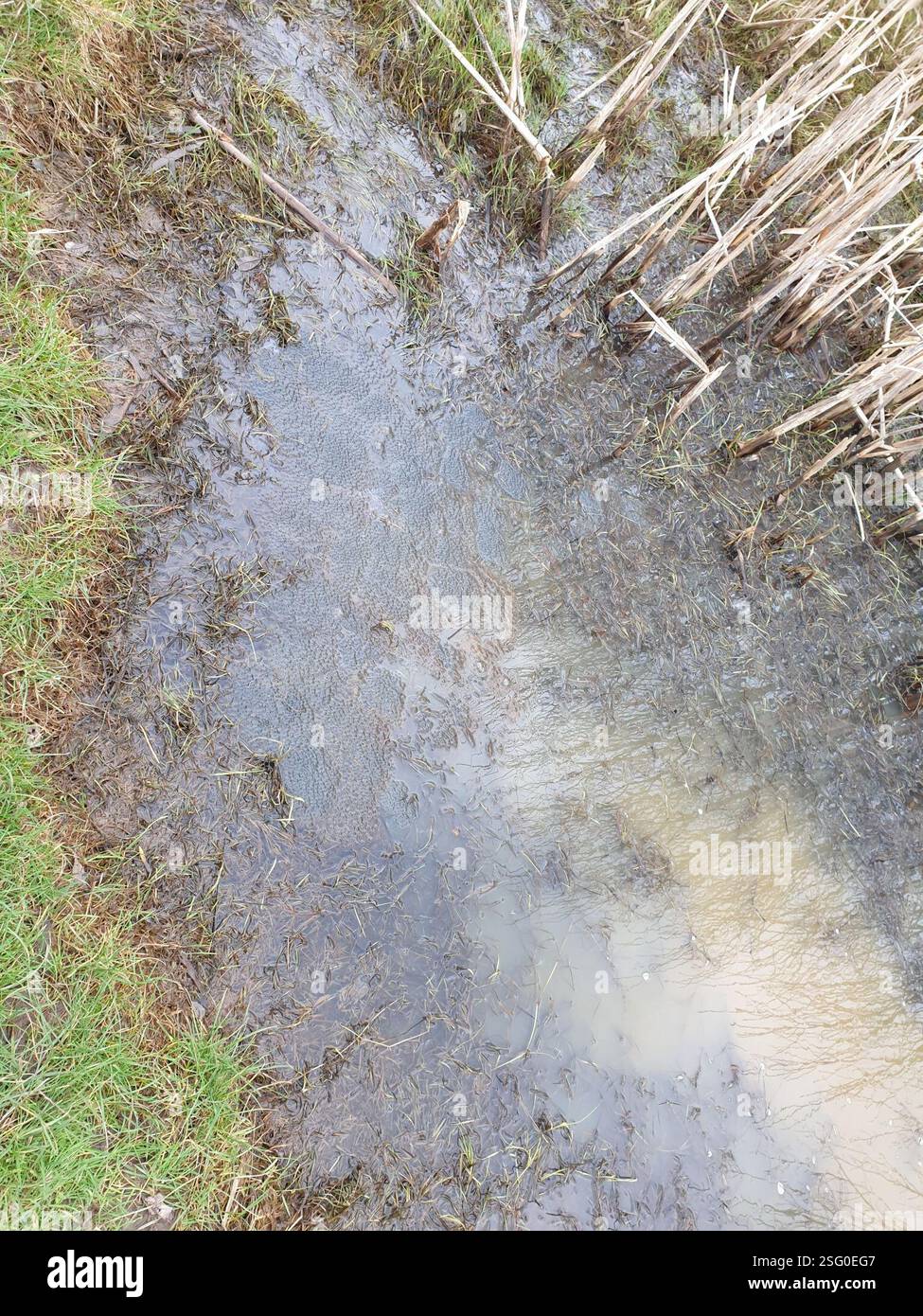 European Common Frog (Rana temporaria), Amphibia, F36C+R2, Fazakerley ...