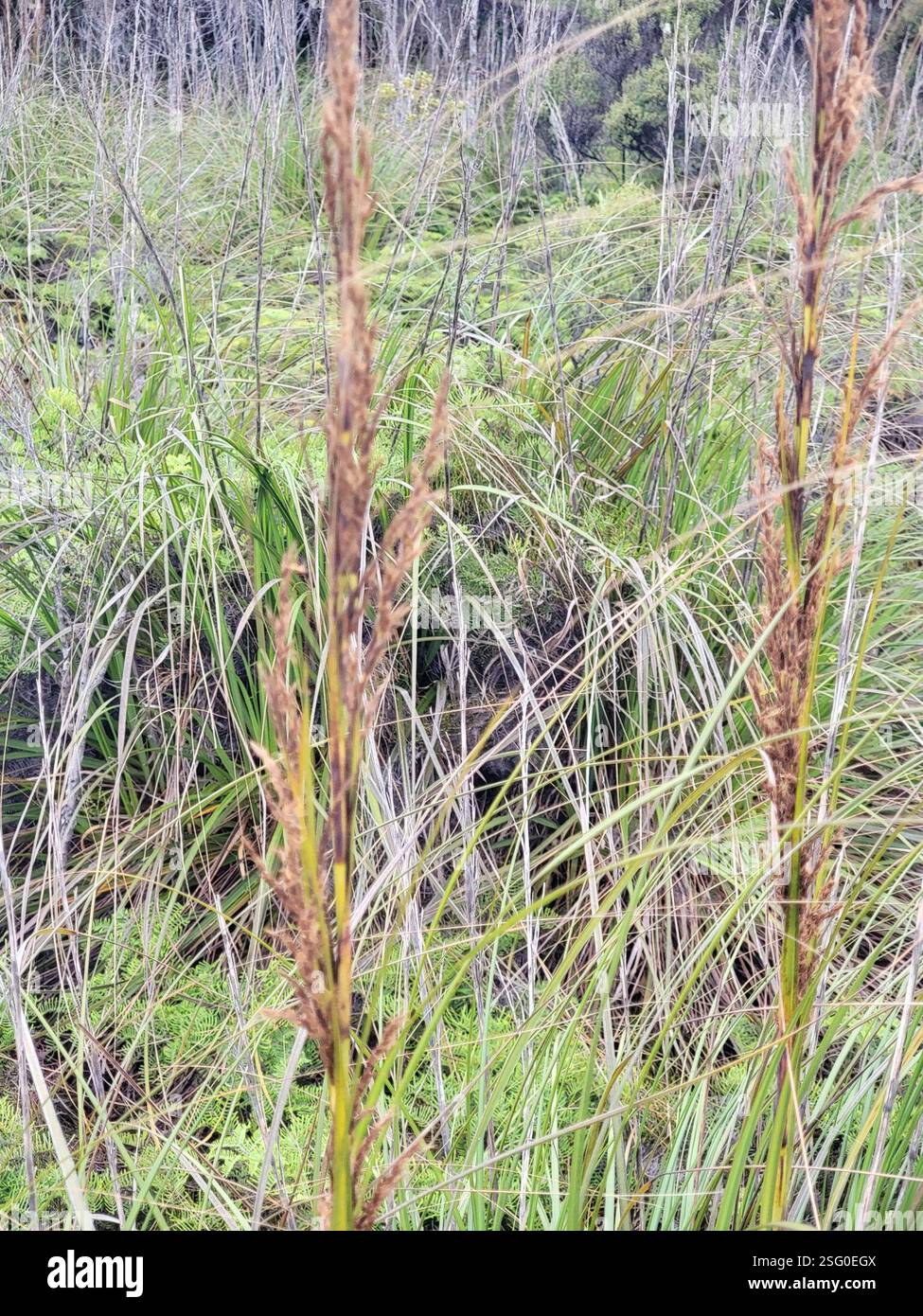 grasses, sedges, cattails, and allies (Poales), Plantae, Awatuna, New ...