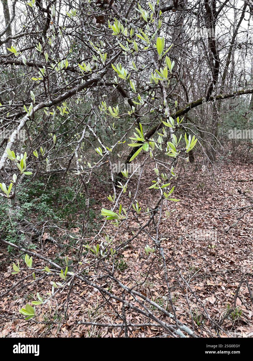 Gum bumelia (Sideroxylon lanuginosum), Plantae, Fairfield Lake State ...
