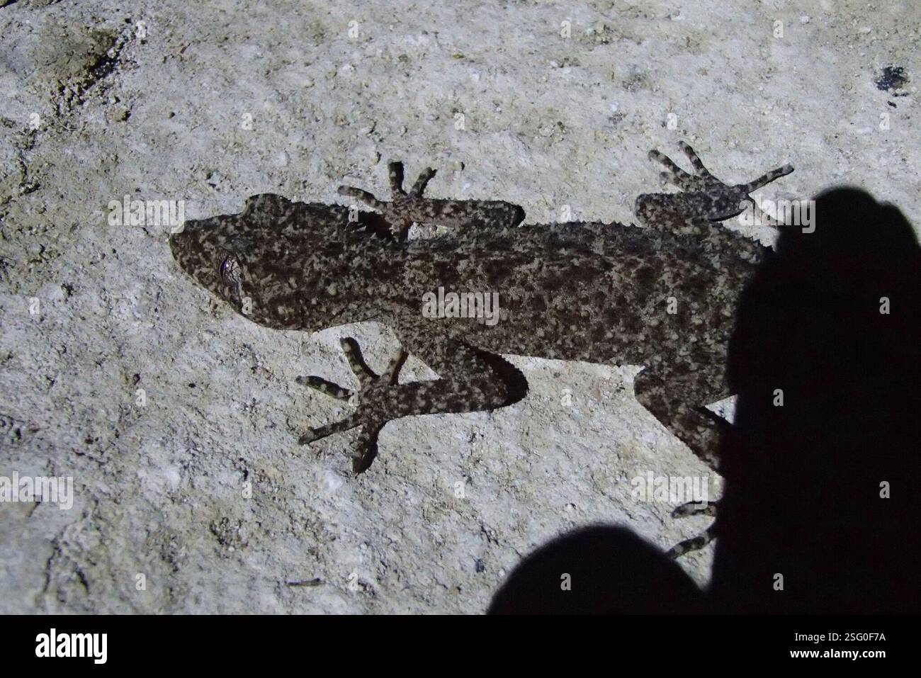 Broad-tailed Gecko (Phyllurus platurus), Reptilia, 62 Railway Parade ...
