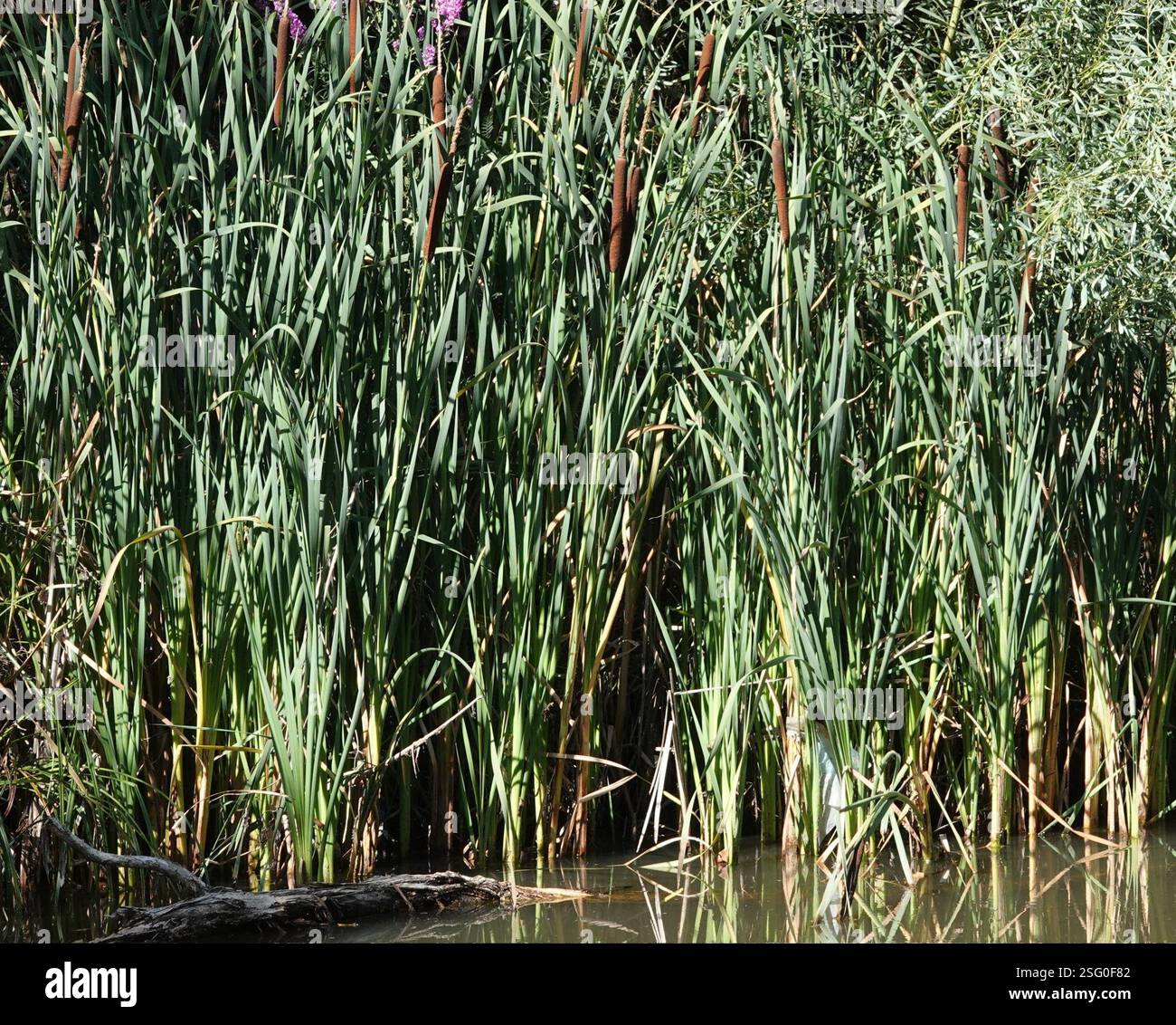 Oriental Cattail (Typha orientalis), Plantae, Ringwood VIC 3134 ...