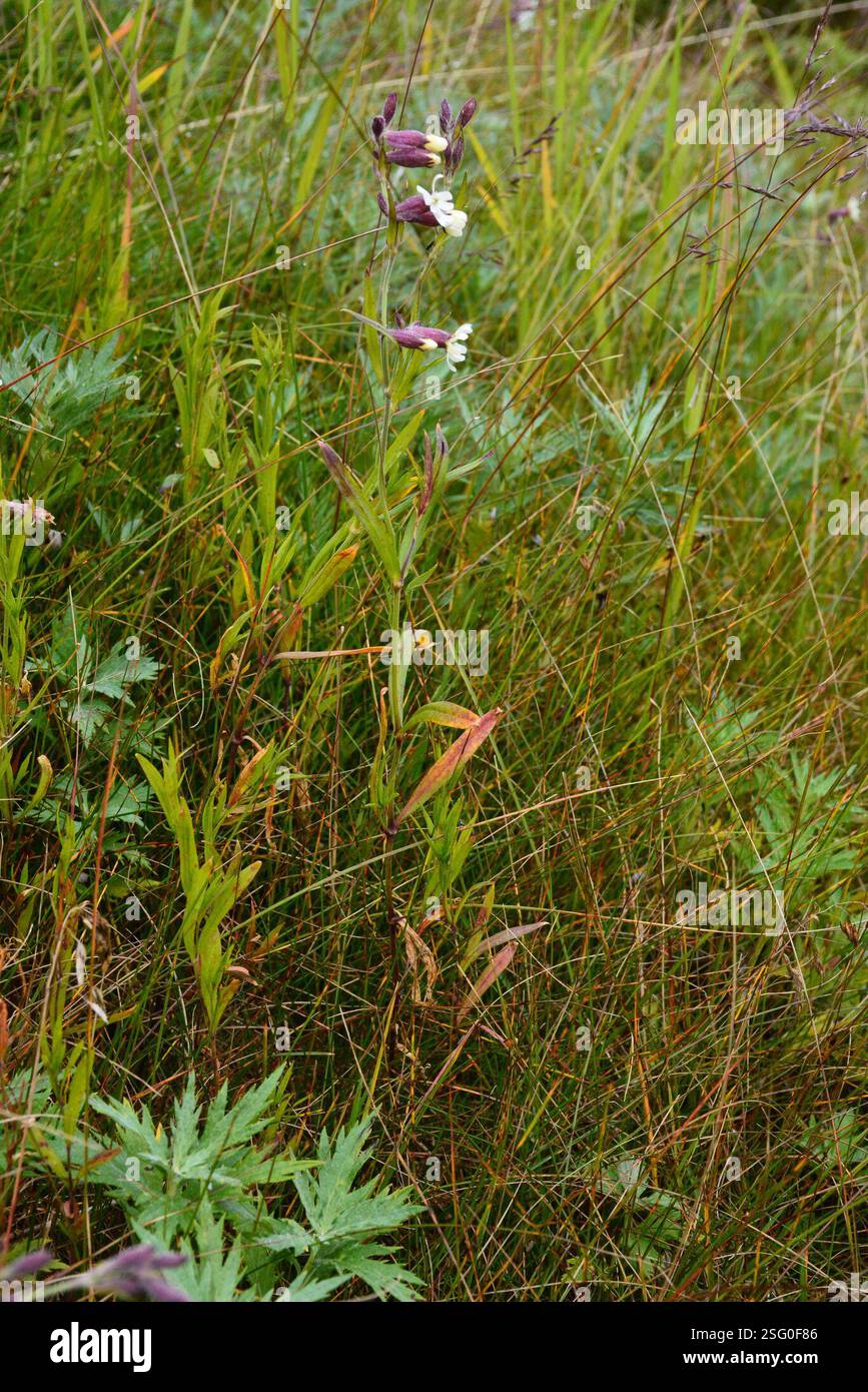 Creeping Catchfly (Silene repens), Plantae, Чукотский автономный округ ...