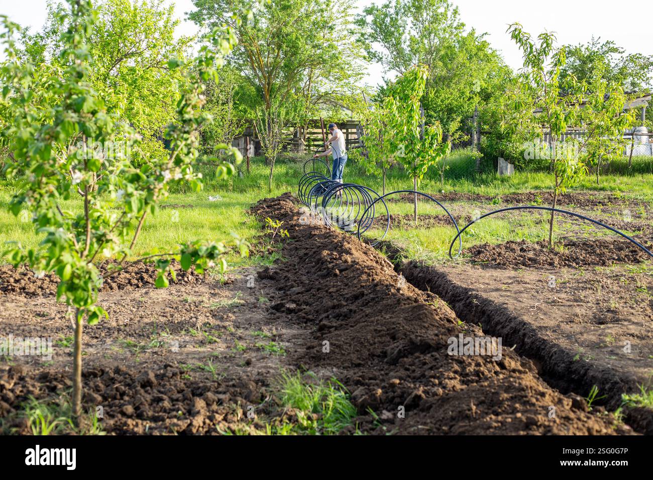 A worker in a garden lays an underground route for a drip irrigation ...