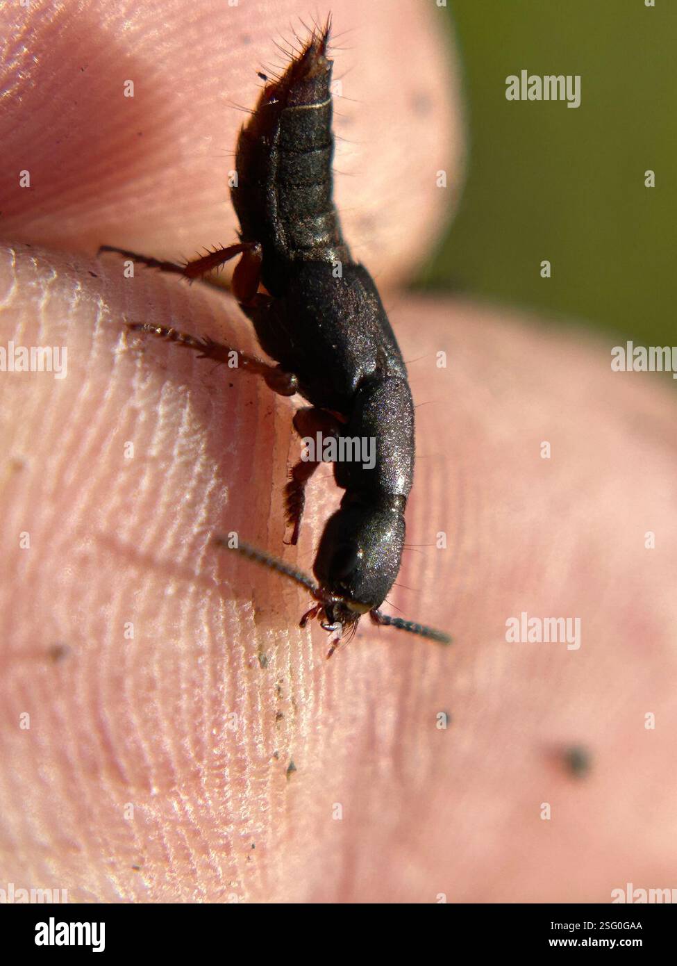 (Dinothenarus saphyrinus), Insecta, San Luis Obispo, CA, US Stock Photo ...