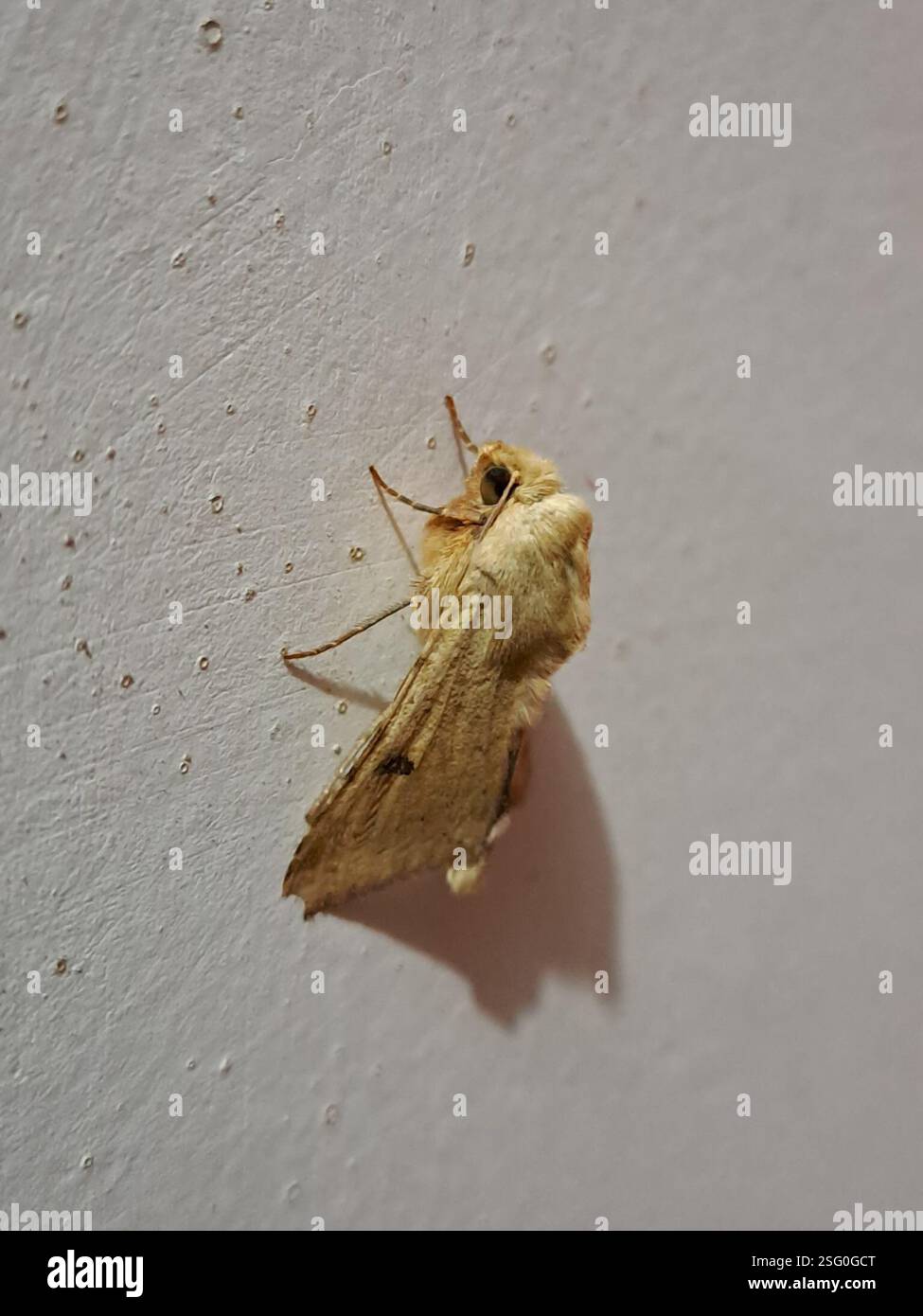 Owlet Moths and Allies (Noctuoidea), Insecta, Lunahuaná, Perú Stock ...
