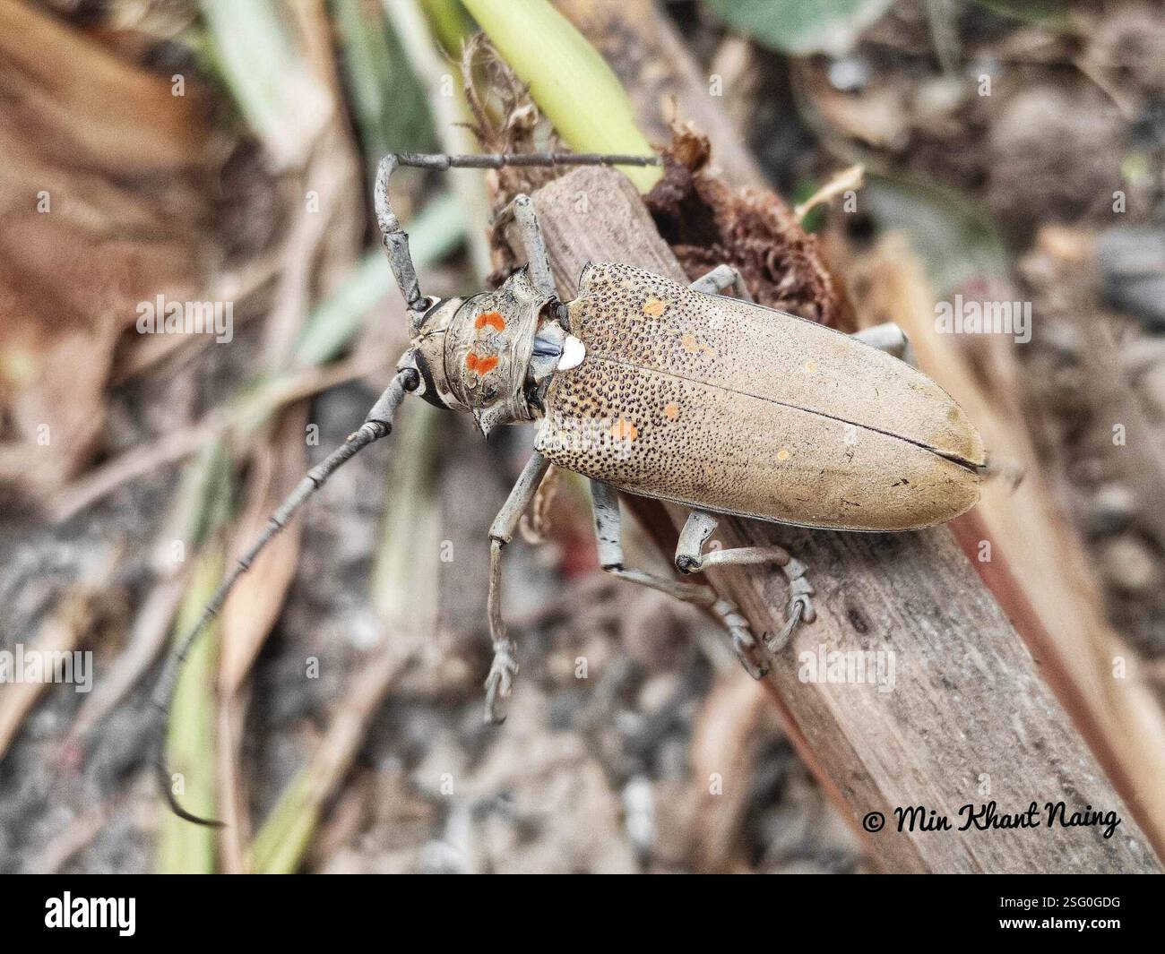 Mango Stem Borer (Batocera rufomaculata), Insecta, Kawkareik Stock ...