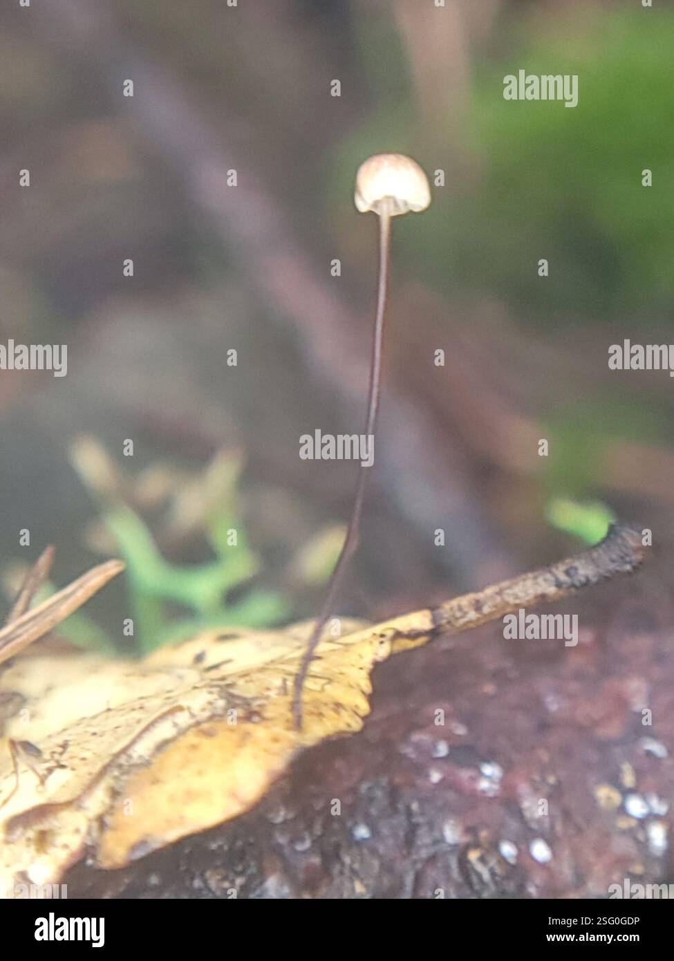 Oak-leaf Pinwheel (Collybiopsis quercophila), Fungi, Palomar Park, CA ...