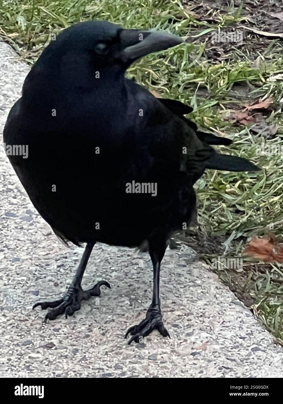 American Crow (Corvus brachyrhynchos), Aves, Sixth Ave, New Westminster ...