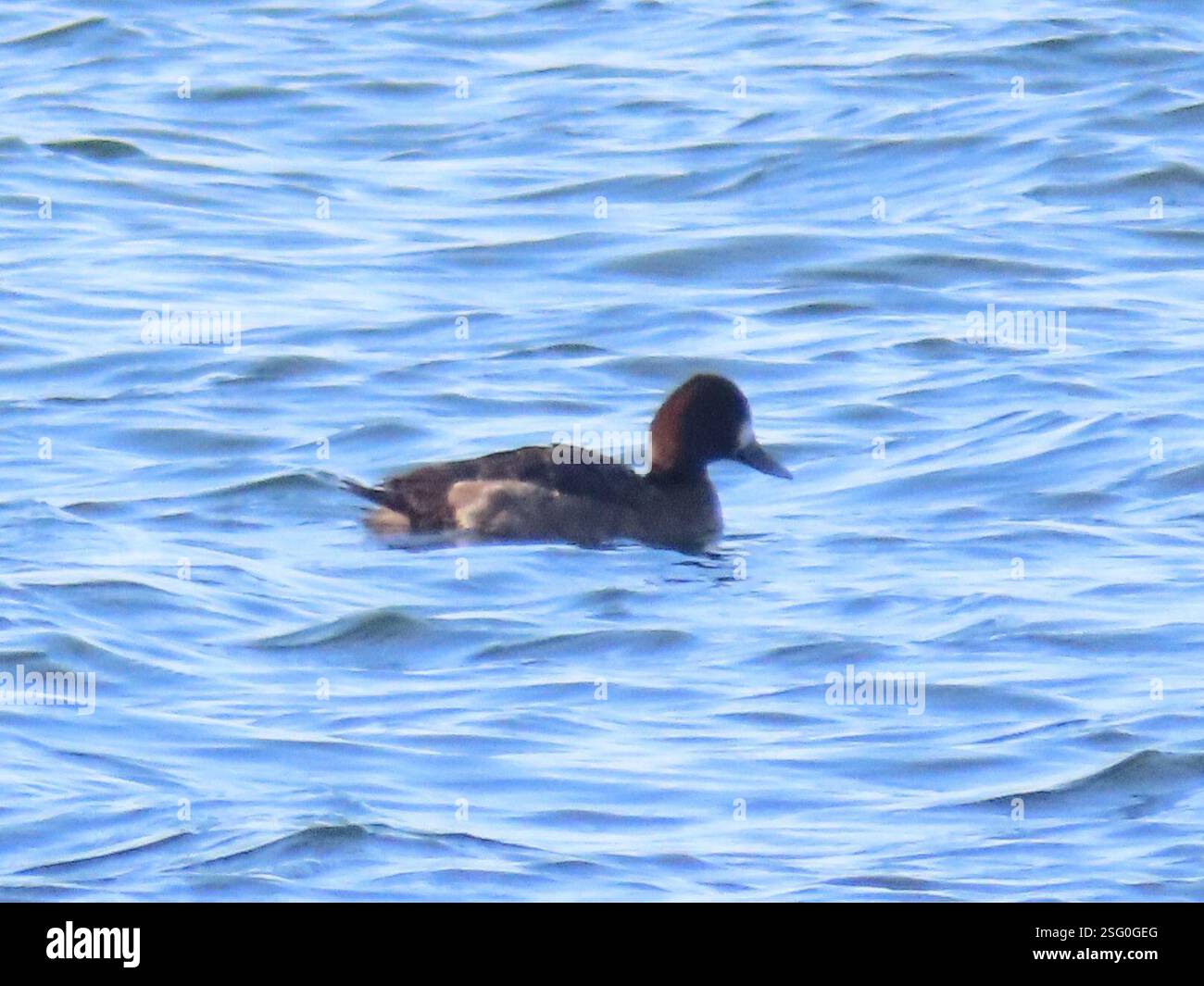 Lesser Scaup (Aythya affinis), Aves, Sault Ste. Marie, ON, Canada Stock ...
