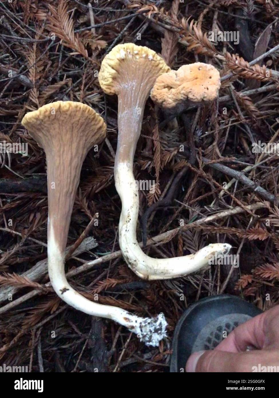 truncated club (Clavariadelphus truncatus), Fungi, Schooner Gulch State ...