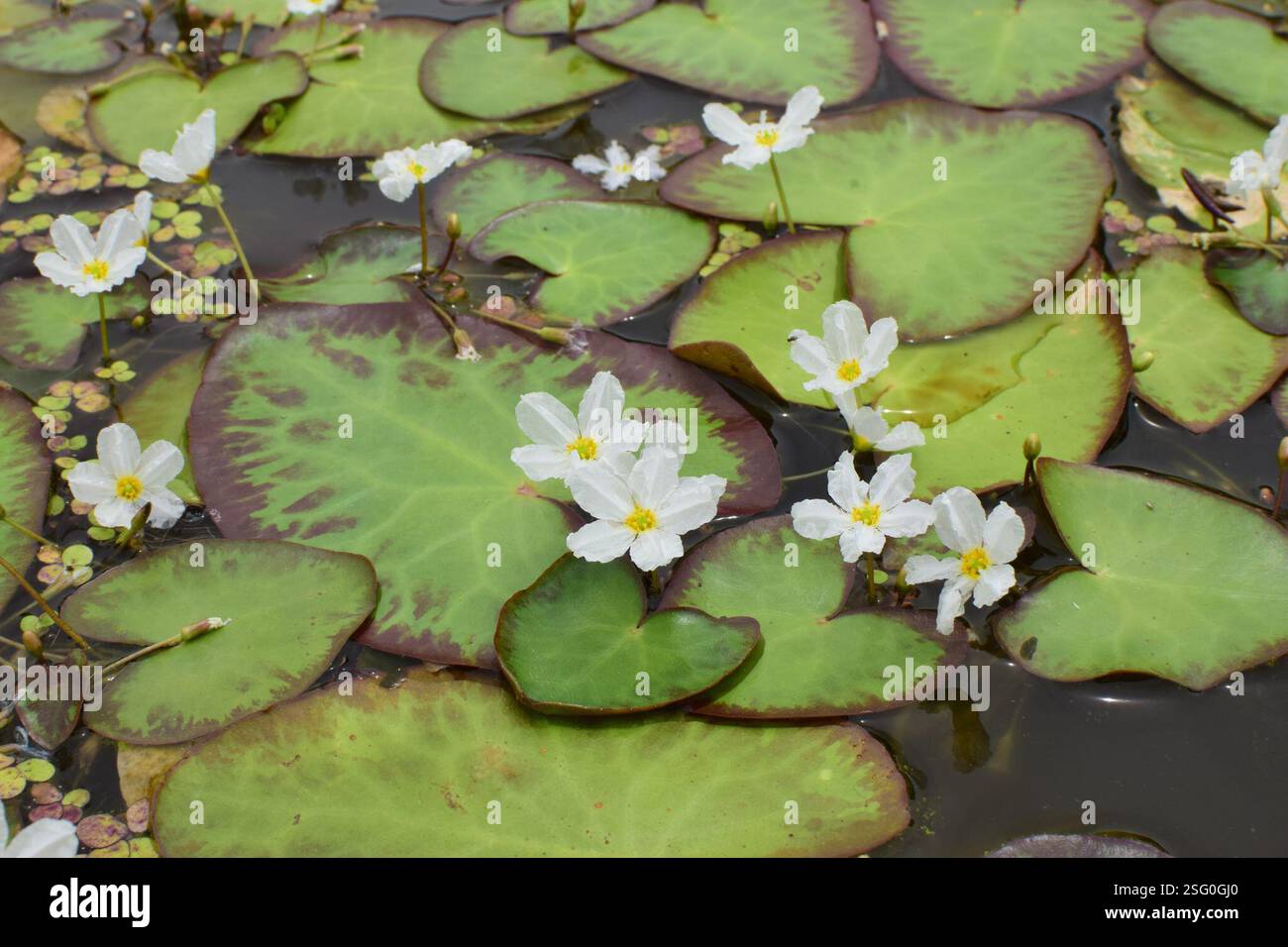 Crested Floating Heart (Nymphoides cristata), Plantae, 中国浙江省杭州市西湖区 ...