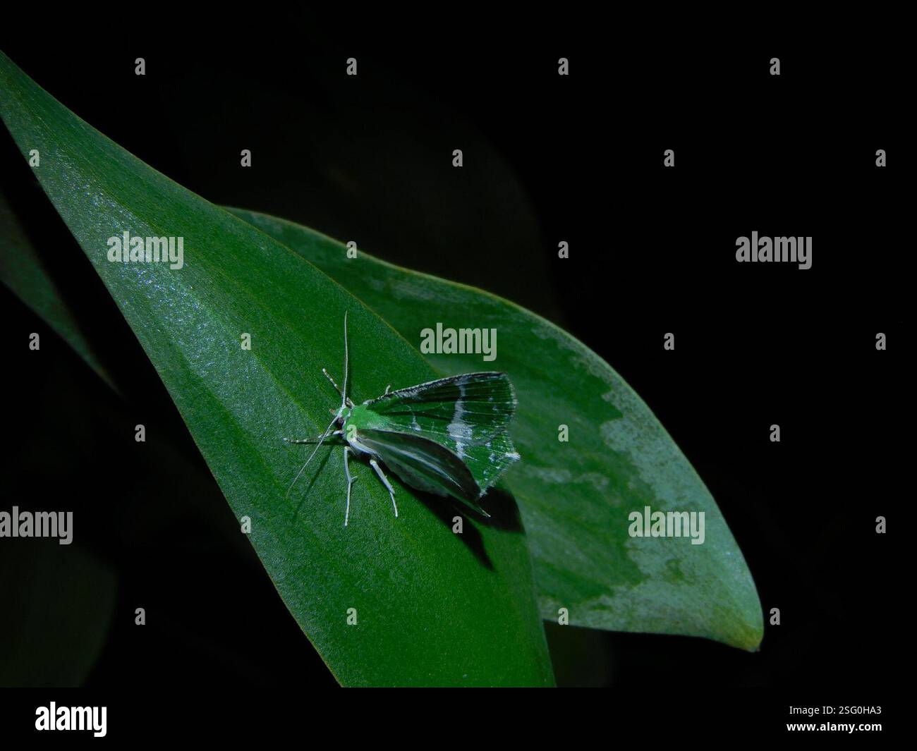 Lacy Emerald (Eucyclodes insperata), Insecta, Hobart TAS, Australia ...