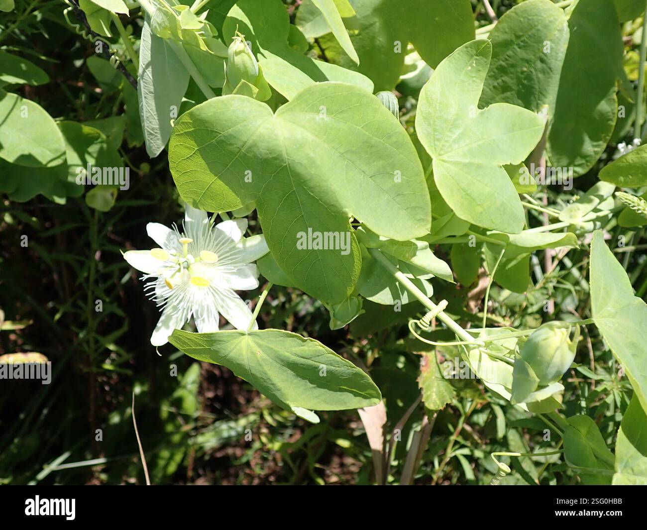 white passionflower (Passiflora subpeltata), Plantae, uMgungundlovu ...