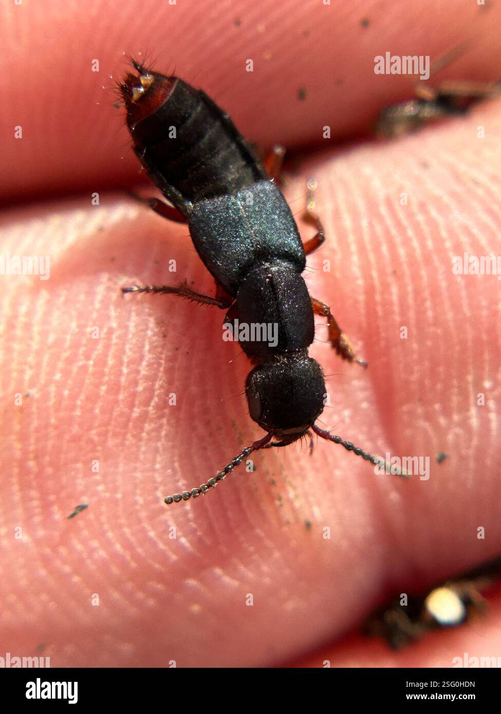 (Dinothenarus saphyrinus), Insecta, San Luis Obispo, CA, US Stock Photo ...