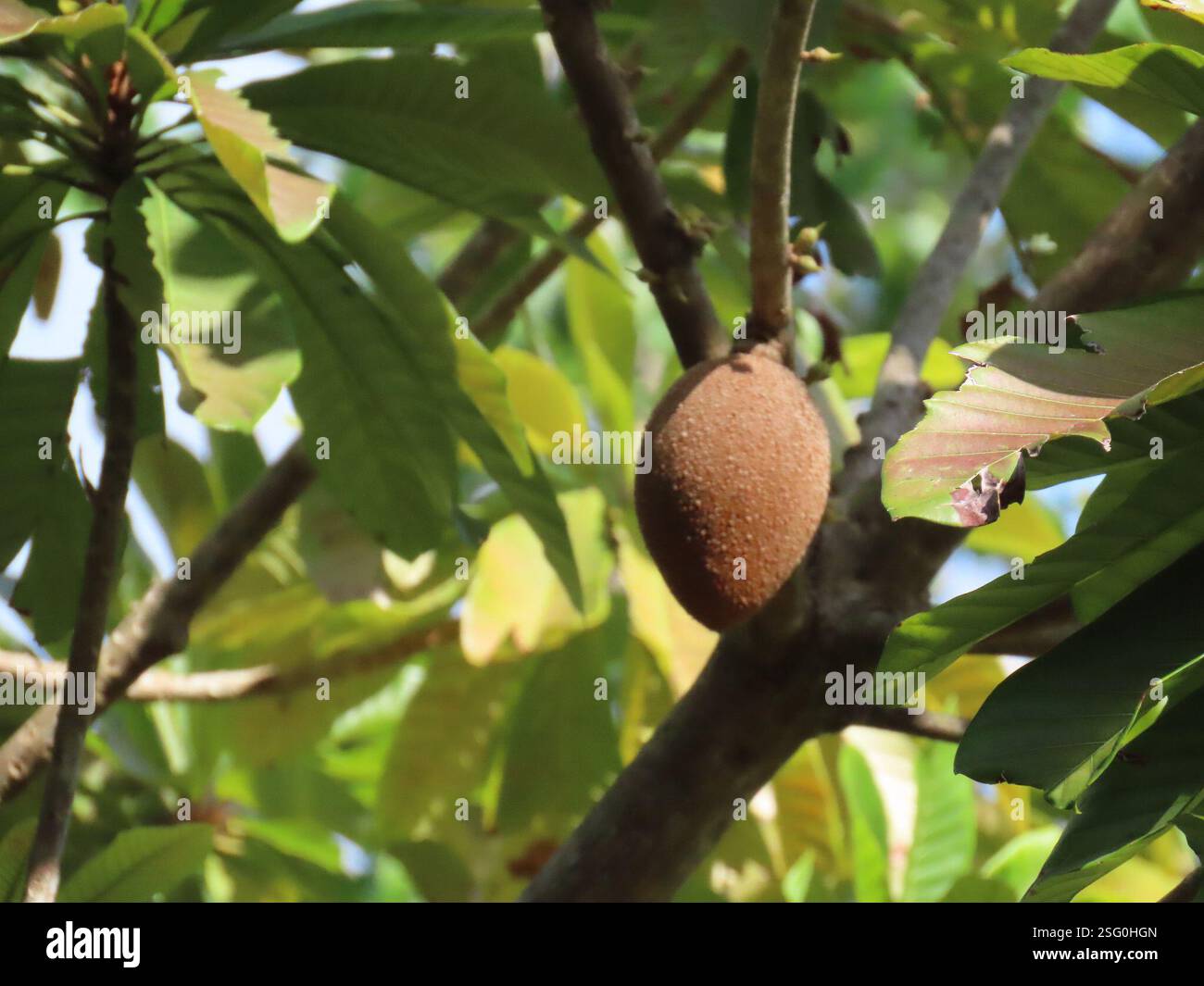 Mamey sapote (Pouteria sapota), Plantae, Pinar del Río, CU, Mamey Sapote (Pouteria sapota) is a ...