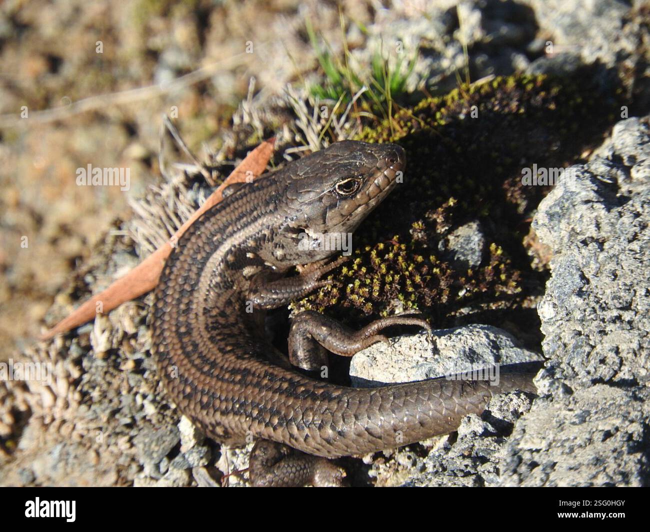 White's Skink (Liopholis whitii), Reptilia, Hobart TAS, Australia Stock ...
