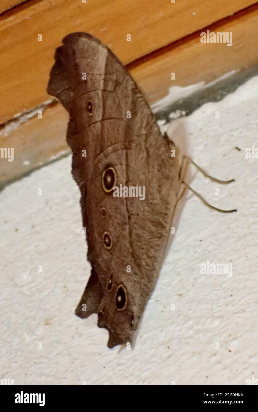 Common Evening Brown (Melanitis leda), Insecta, Santo Antão, Cape Verde ...