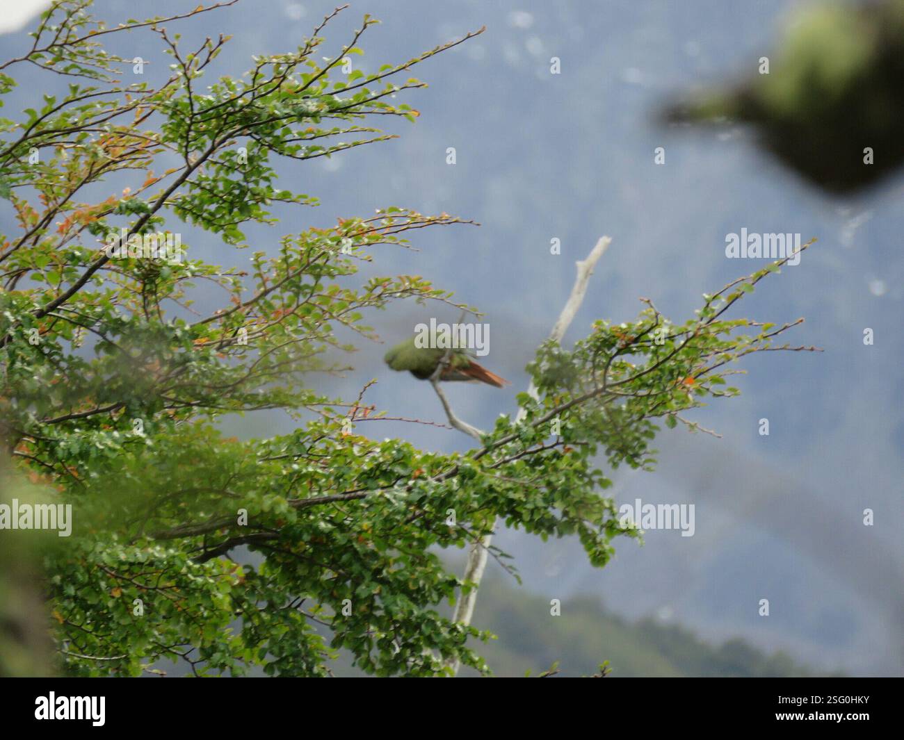 Austral Parakeet (Enicognathus ferrugineus), Aves, Ushuaia, Tierra del ...