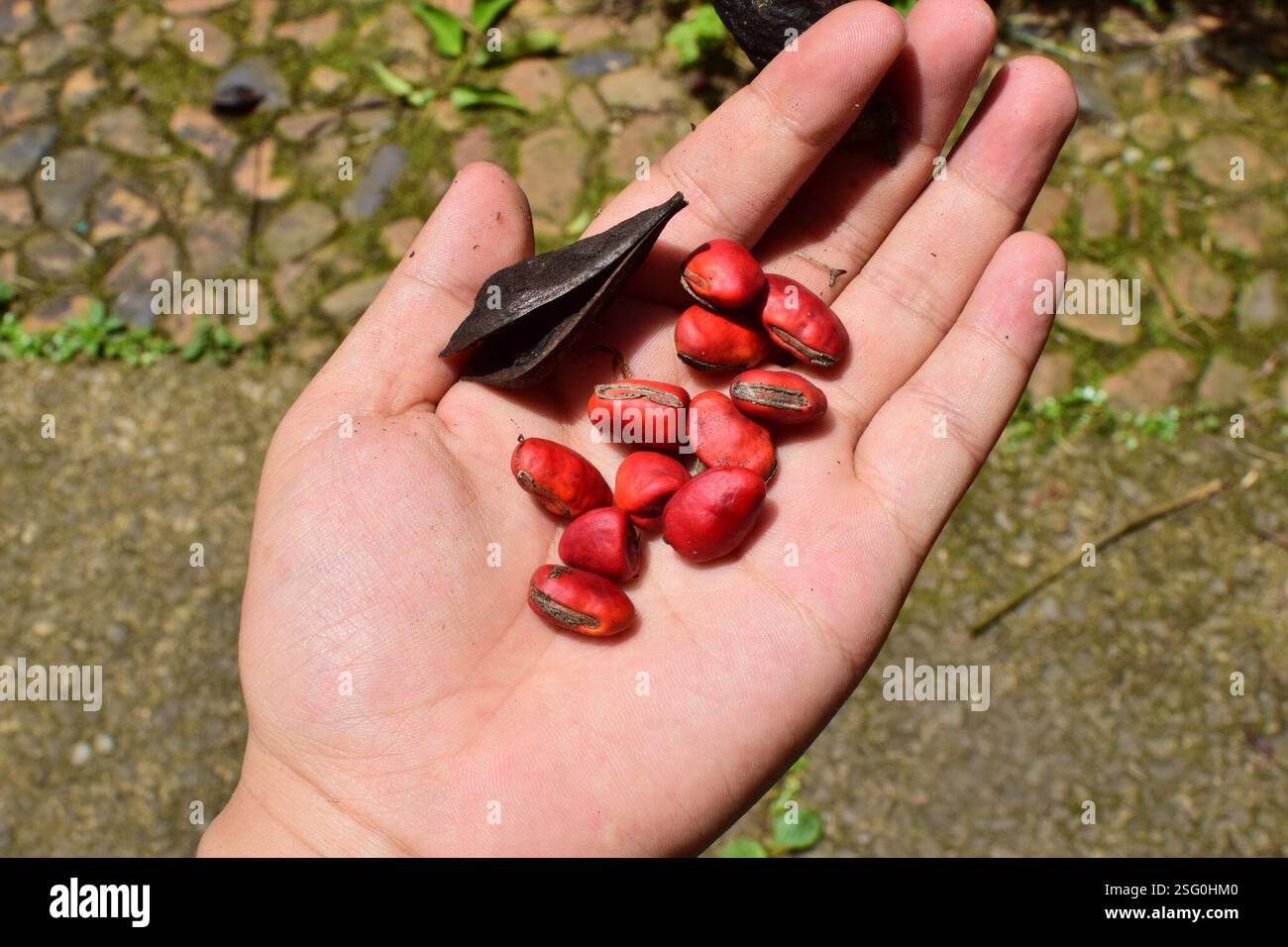 (Ormosia hosiei), Plantae, Hangzhou, CN-ZJ, CN Stock Photo - Alamy