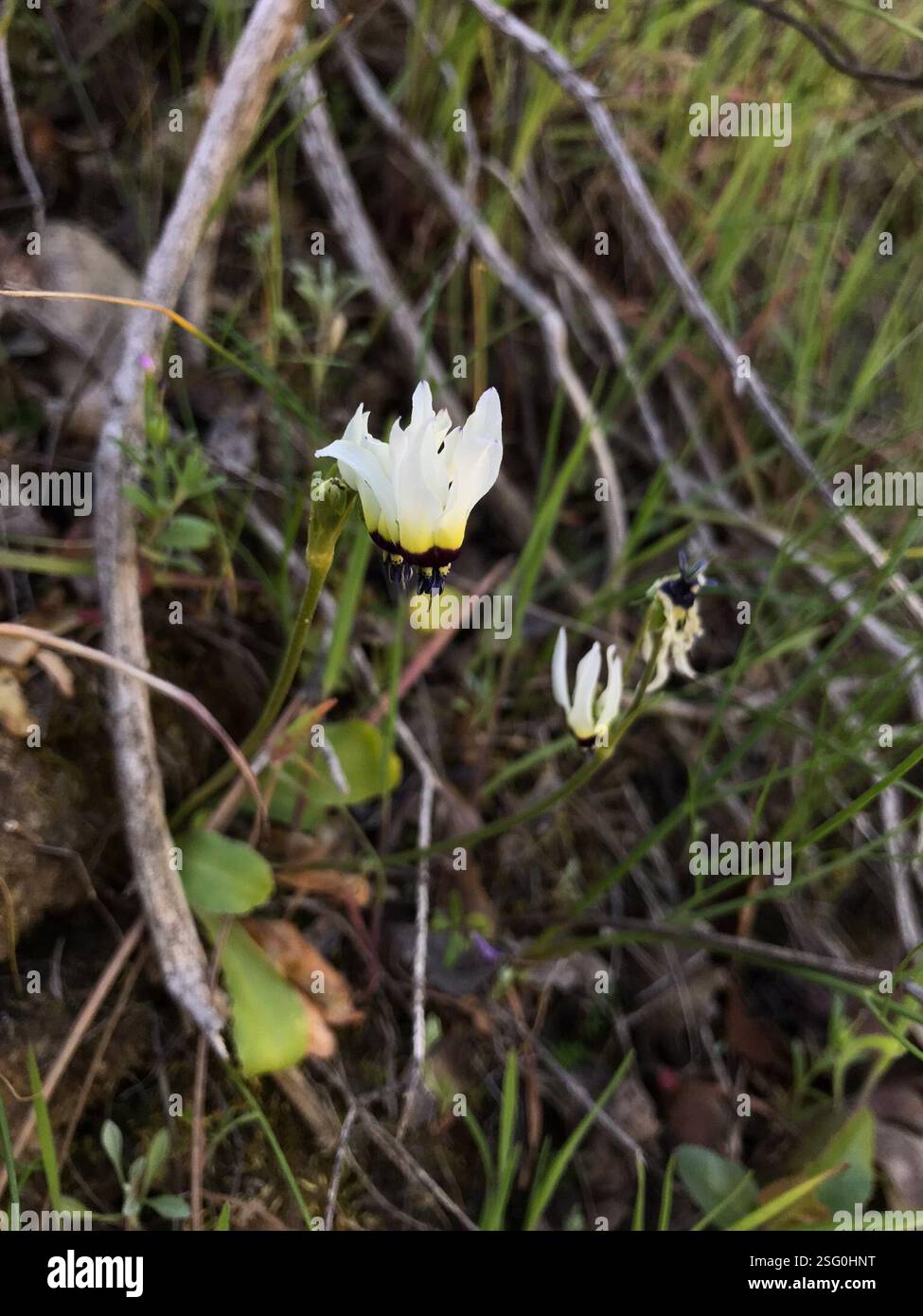 Padre's Shooting Star (Primula clevelandii), Plantae, Contra Costa ...