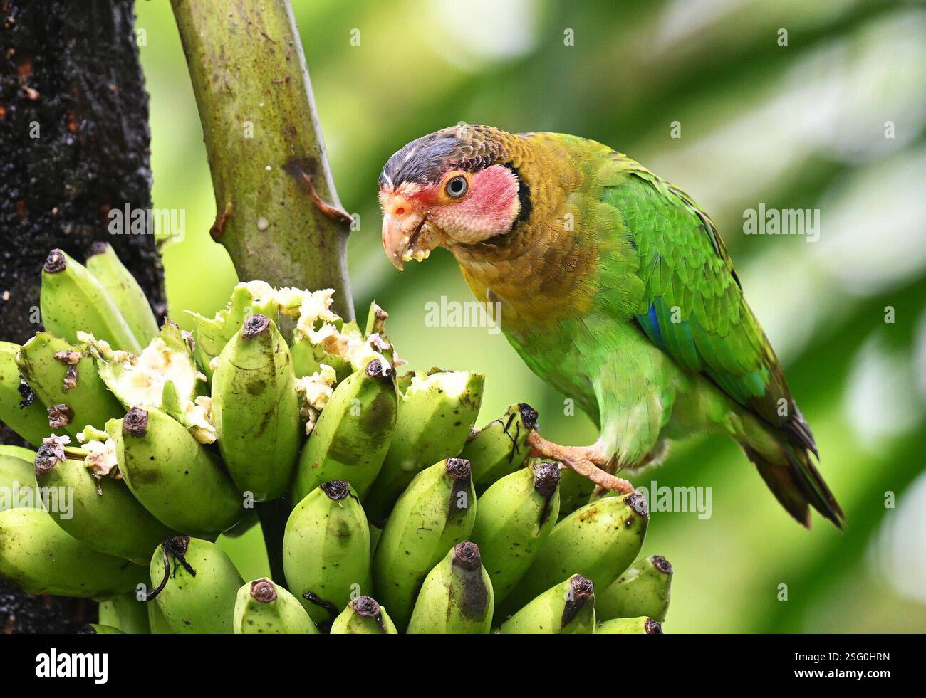 Rose-faced Parrot (Pyrilia pulchra), Aves, Amagusa Preserva, Pacto Aria ...