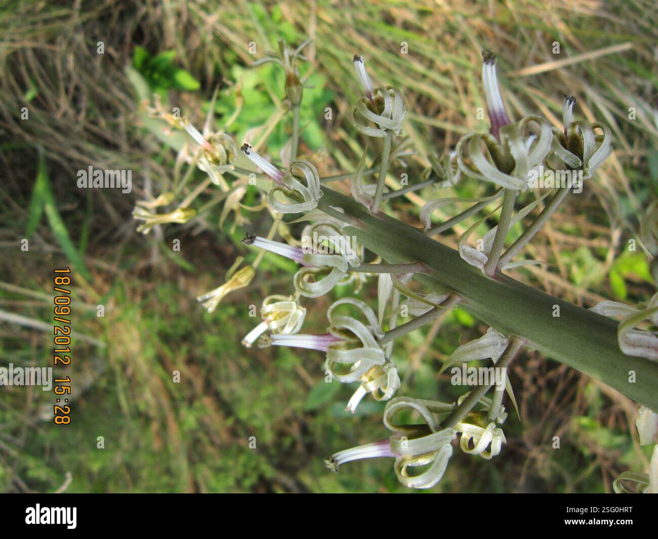 Satin Squill (Drimia elata), Plantae, uMgungundlovu District ...