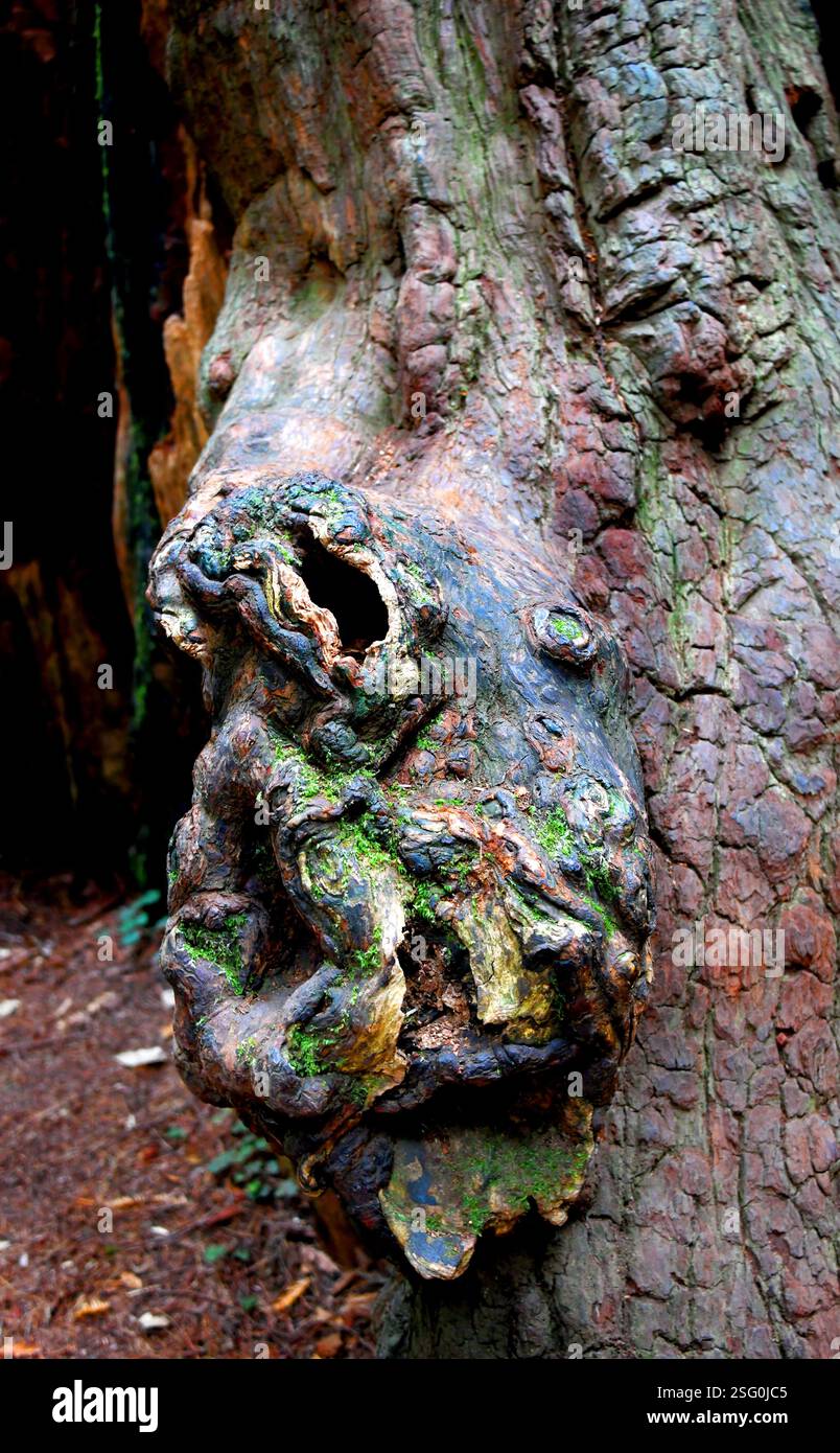 Fascinating burls, knots in tree growth, form the image of a troll in ...