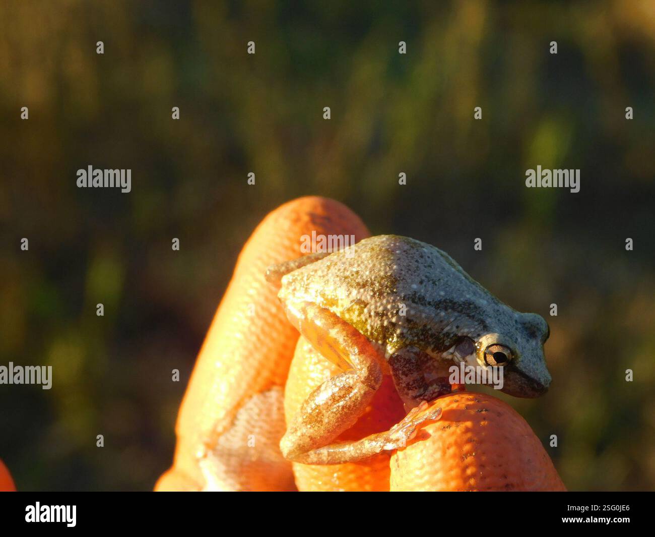 Fuscous-blotched Snouted Tree Frog (Scinax fuscovarius), Amphibia ...