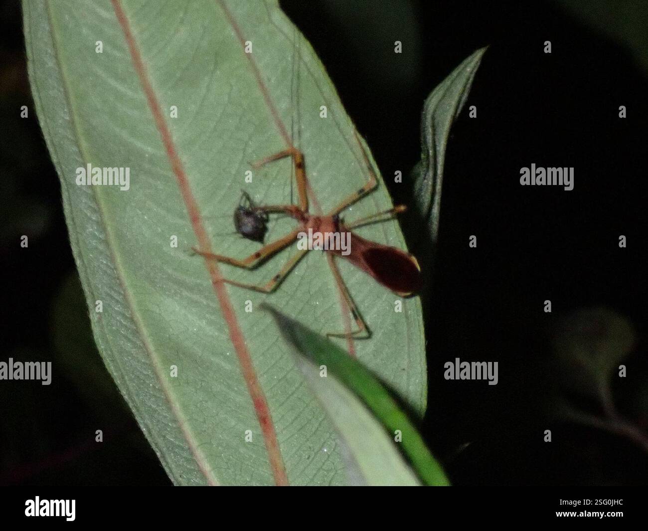 (Endochus), Insecta, Lahad Datu, Sabah, Malaysia Stock Photo - Alamy