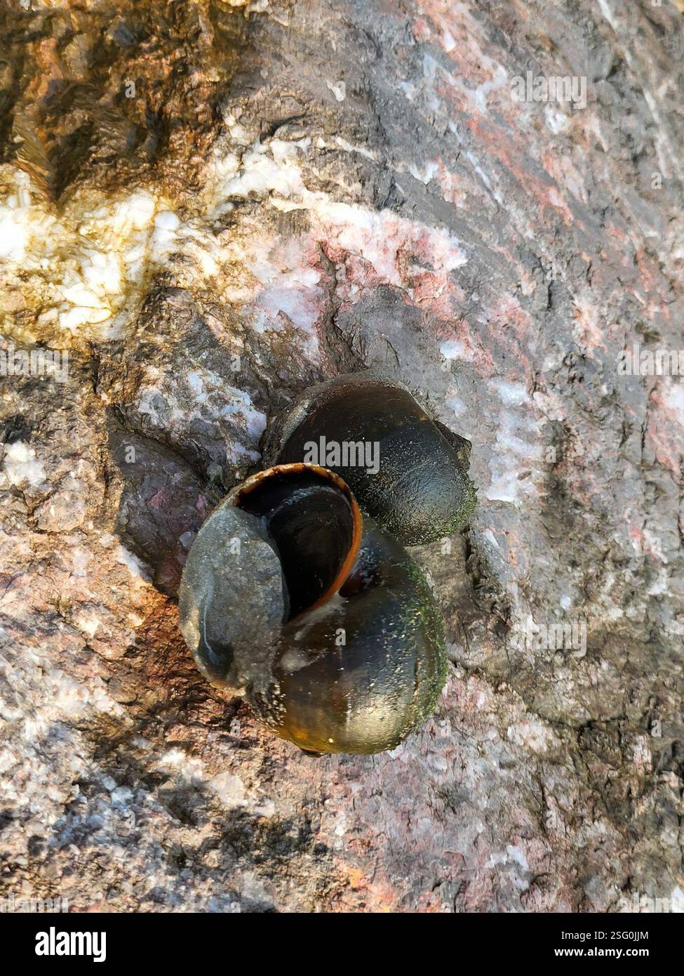 Gastropods (Gastropoda), Mollusca, Хуахин, Прачуапкхирикхан 77110 ...