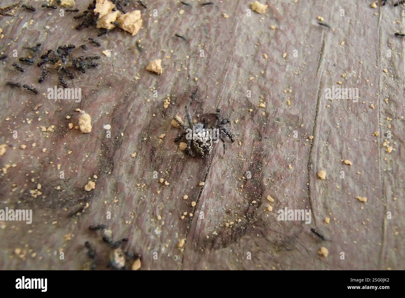 (Ochetellus), Insecta, 62 Railway Parade, Wentworth Falls NSW 2782, Australia, Something ...