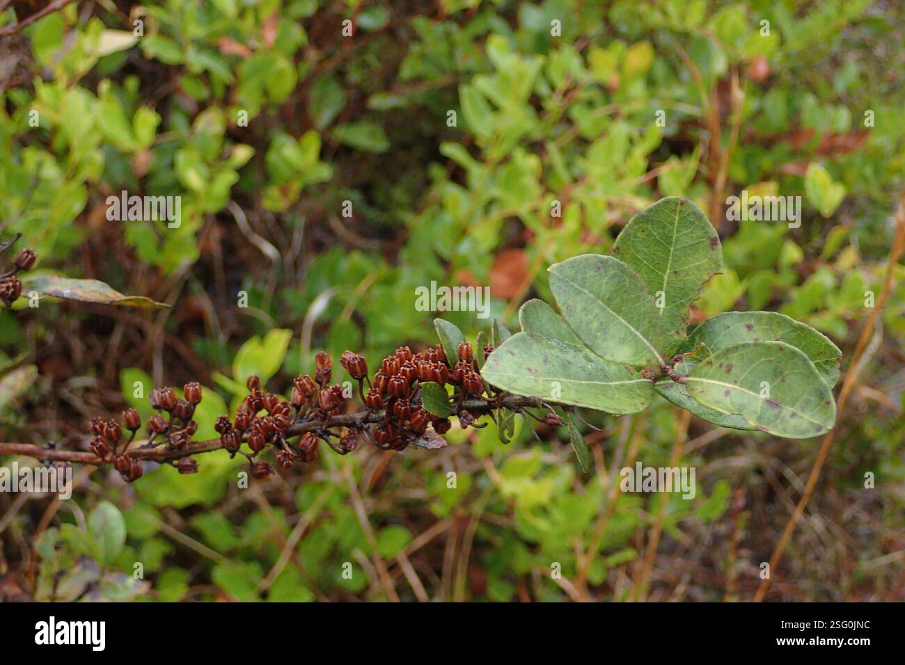 coastal plain staggerbush (Lyonia fruticosa), Plantae, Pasco, Florida ...