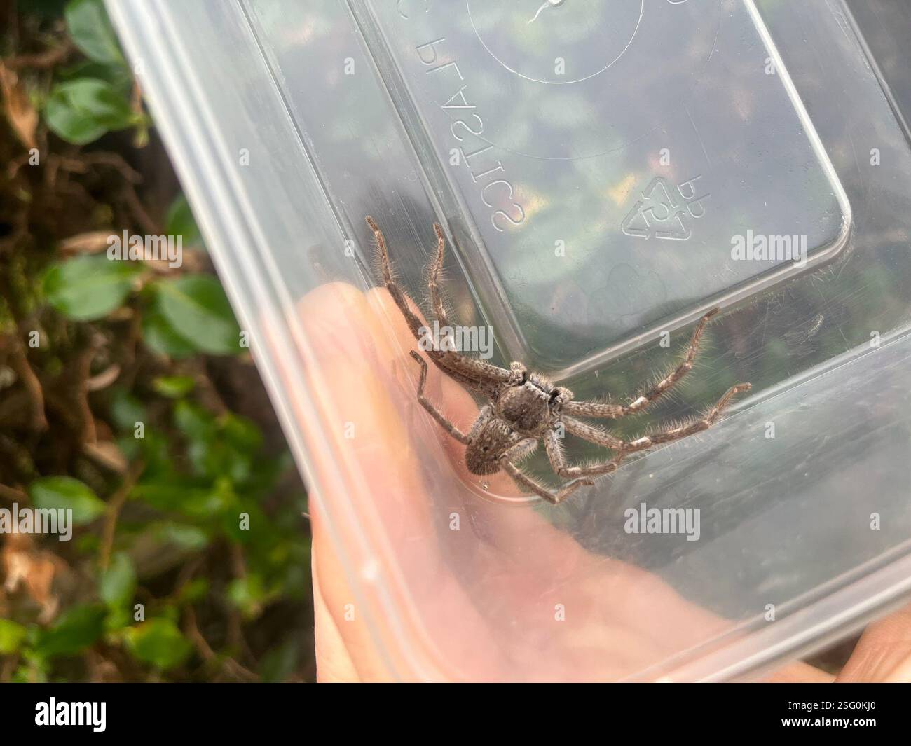 Victorian Huntsman Spider (Isopedella victorialis), Arachnida, Hope St ...