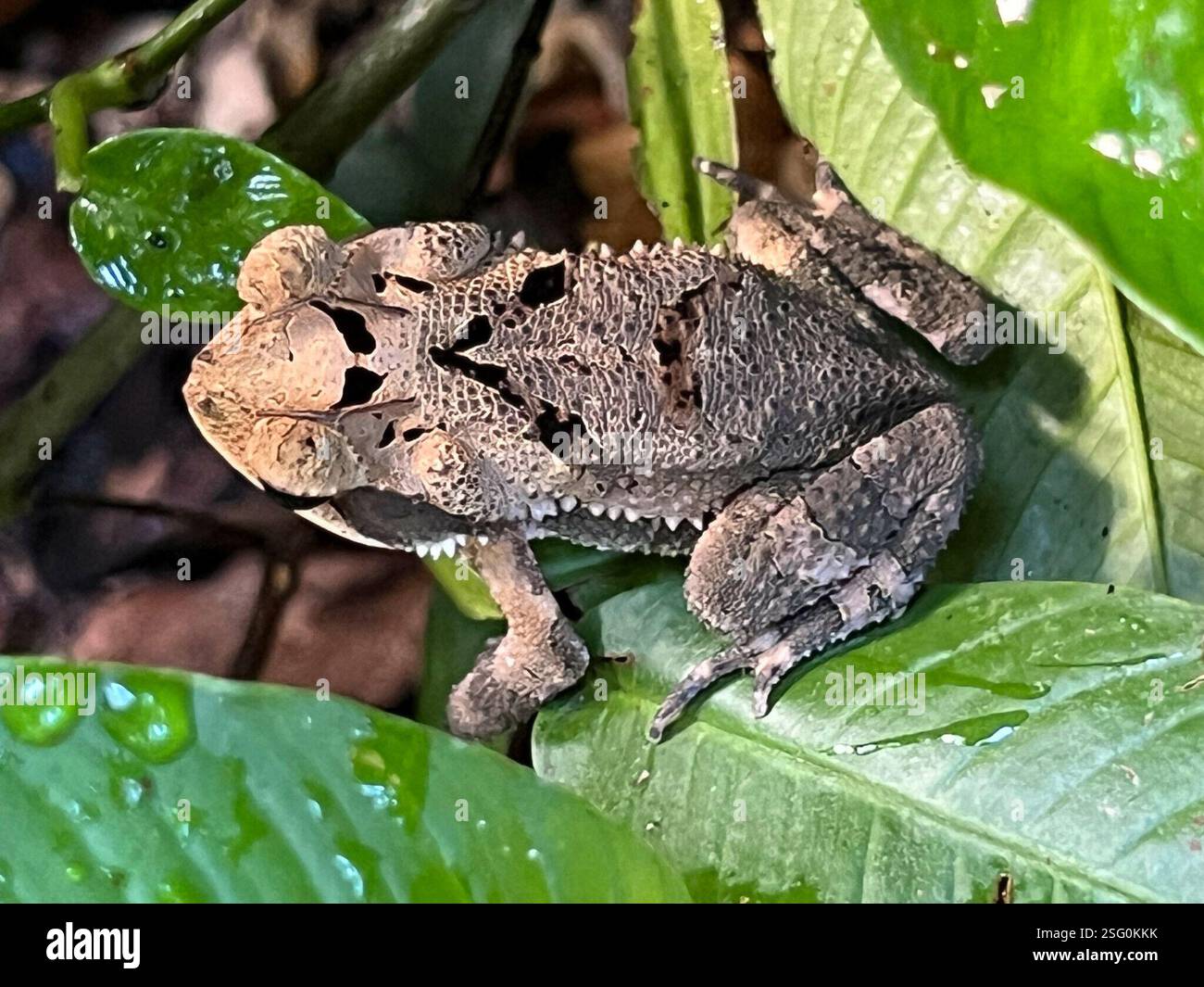 Central American Gulf Coast Toad (Incilius valliceps), Amphibia, La ...